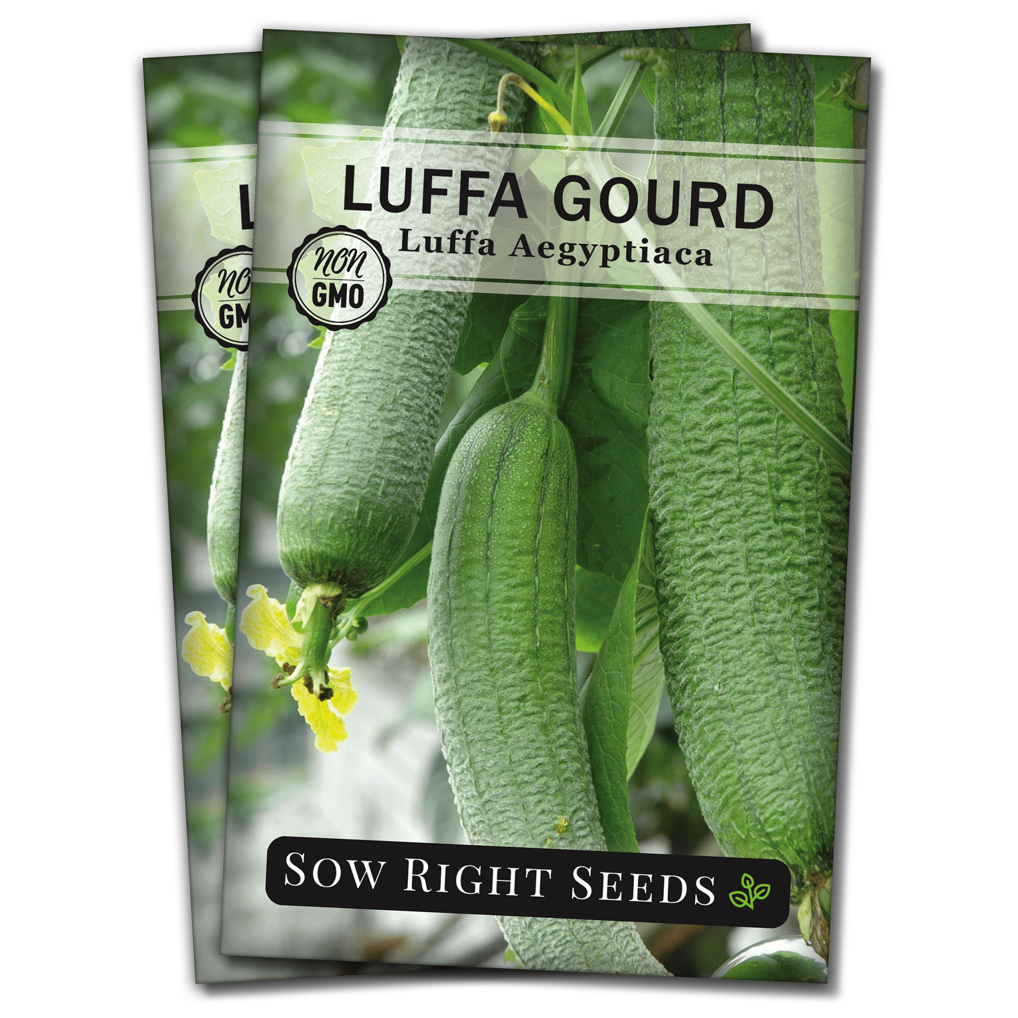 Luffa Gourd Seeds - Non GMO Heirloom Varieties for your Home Vegetable ...