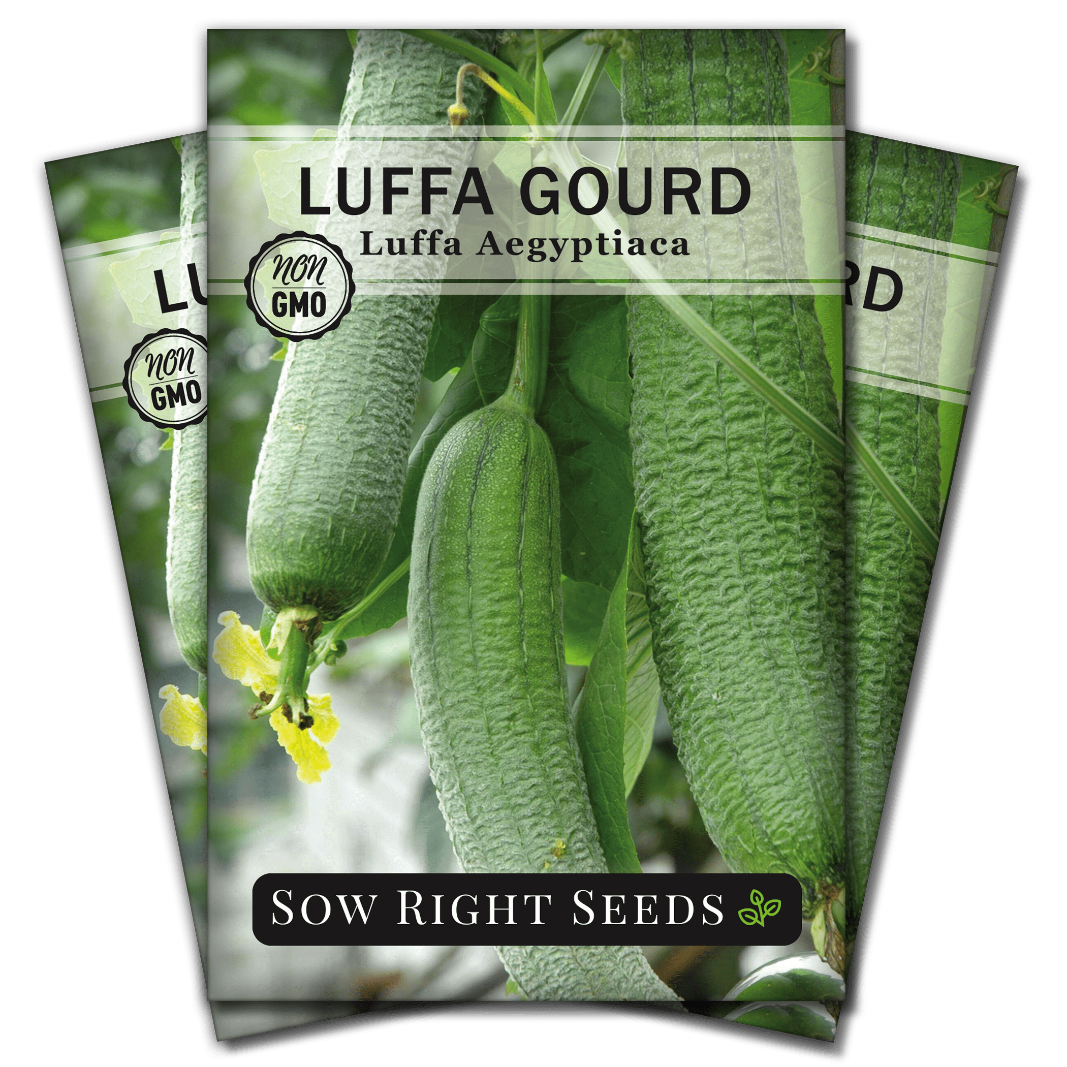 Luffa Gourd Seeds - Non GMO Heirloom Varieties for your Home Vegetable ...
