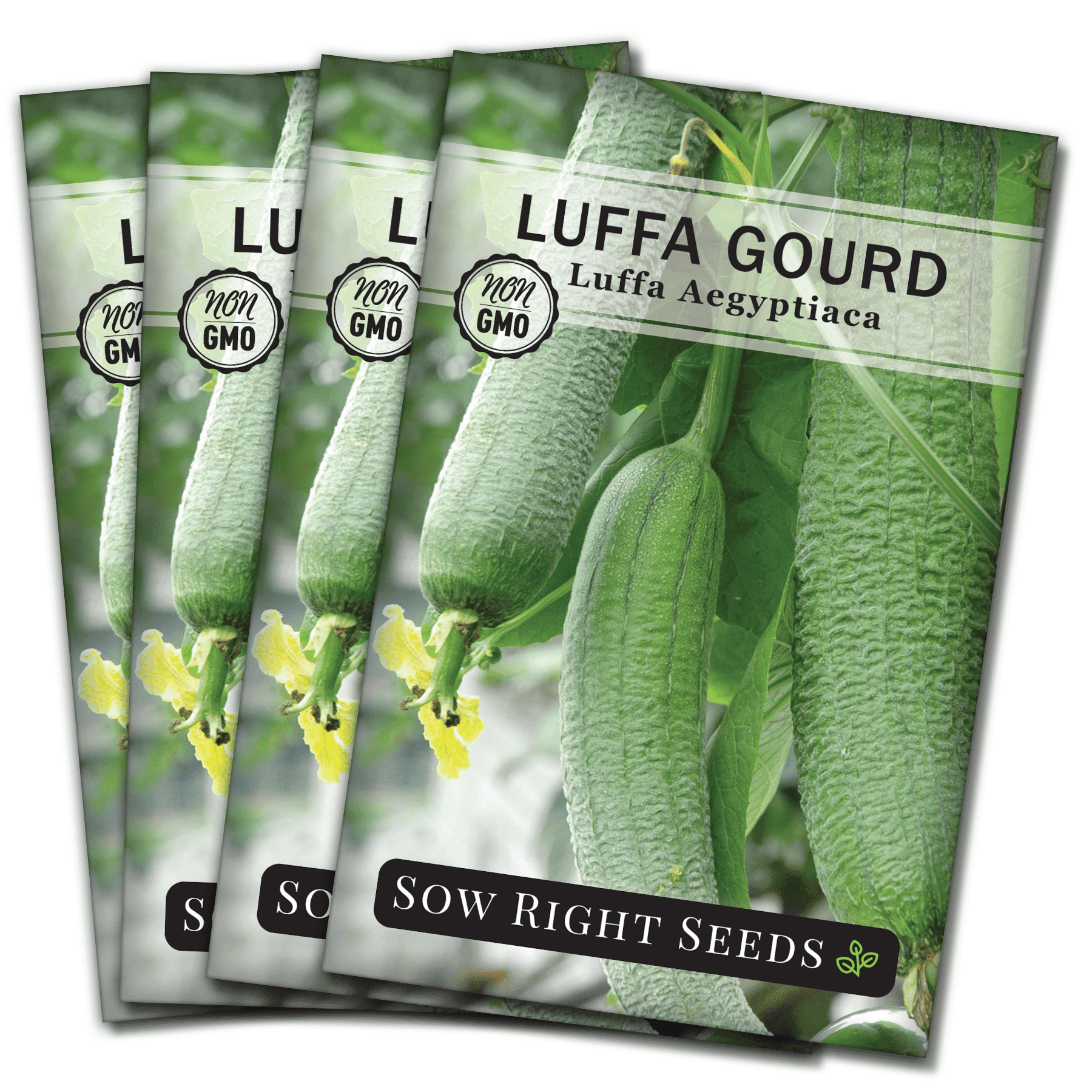 Luffa Gourd Seeds - Non GMO Heirloom Varieties for your Home Vegetable ...