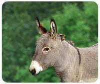 Lumalack Donkey Mousepad - Walmart.com