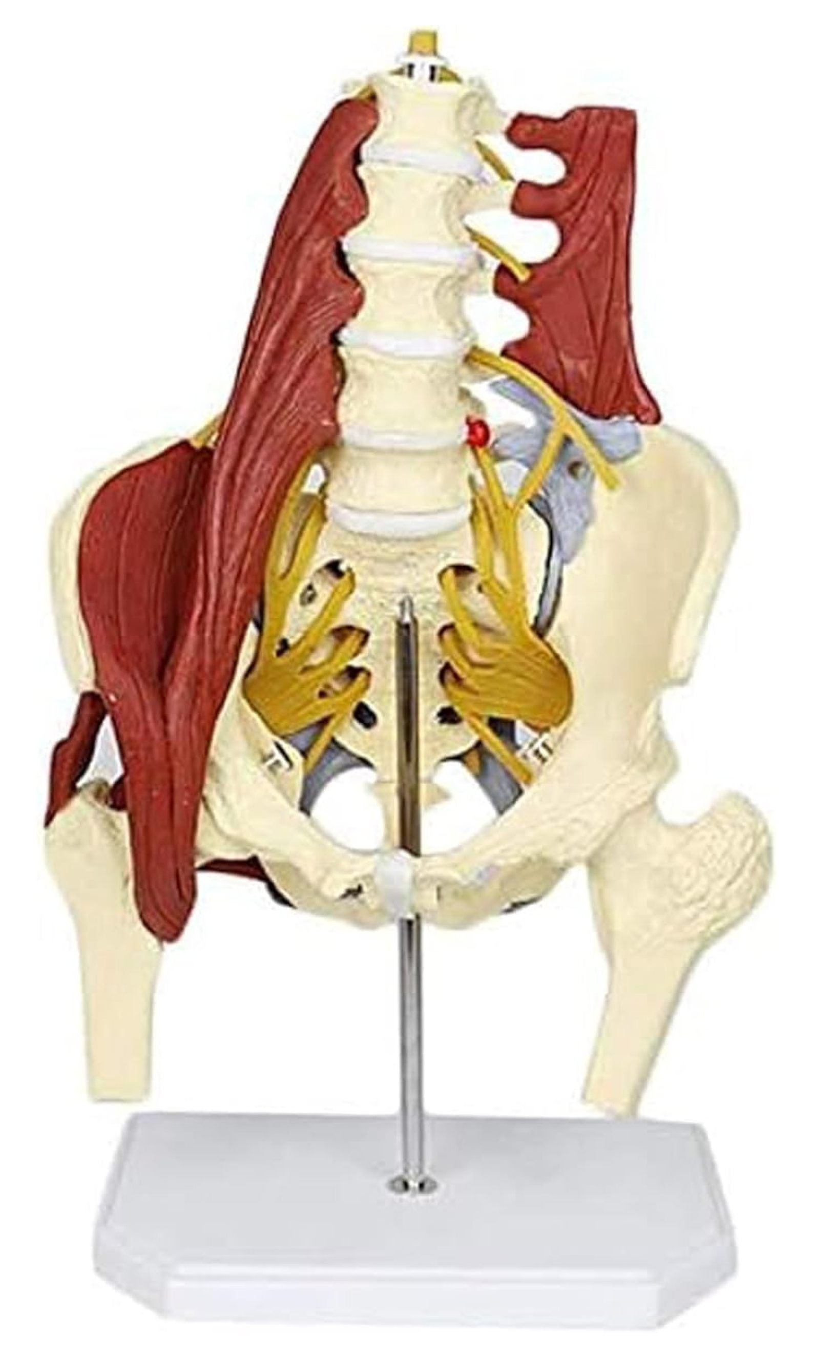 Lumbar Spine Bone Model, Female Pelvis Model, Medical Science with ...