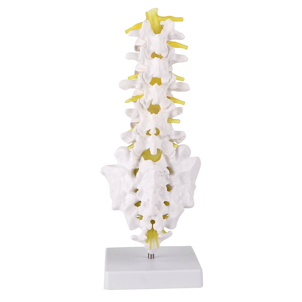Lumbar Vertebral Spine Model Human Lumbar Educational Teaching Model ...