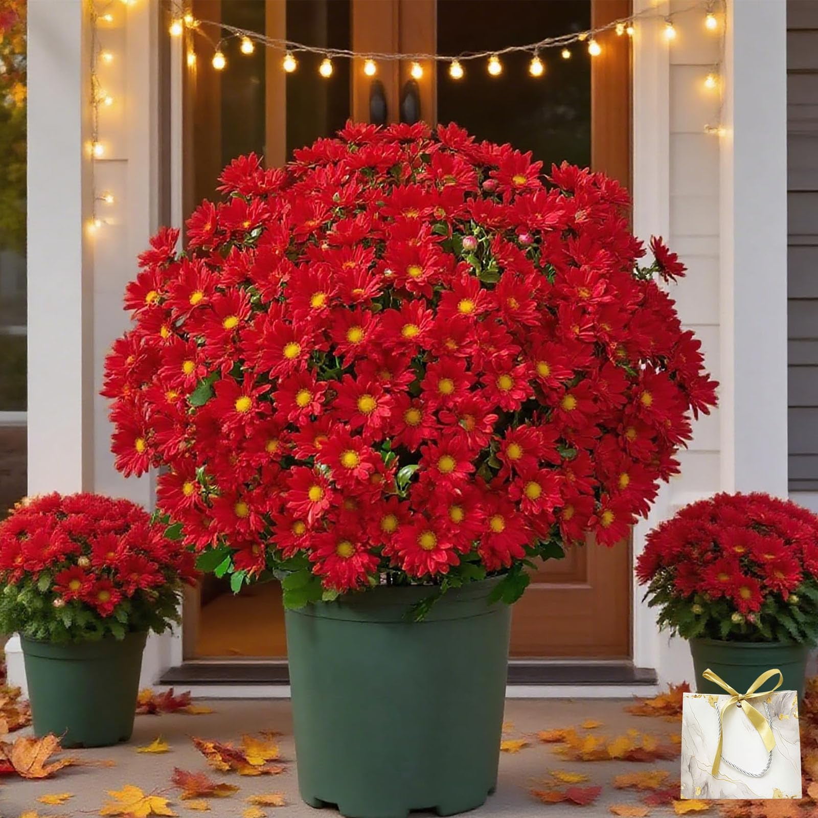 Luminousey Artificial Mums, Artificial Outdoor Sunset Mums Flowers - Uv ...
