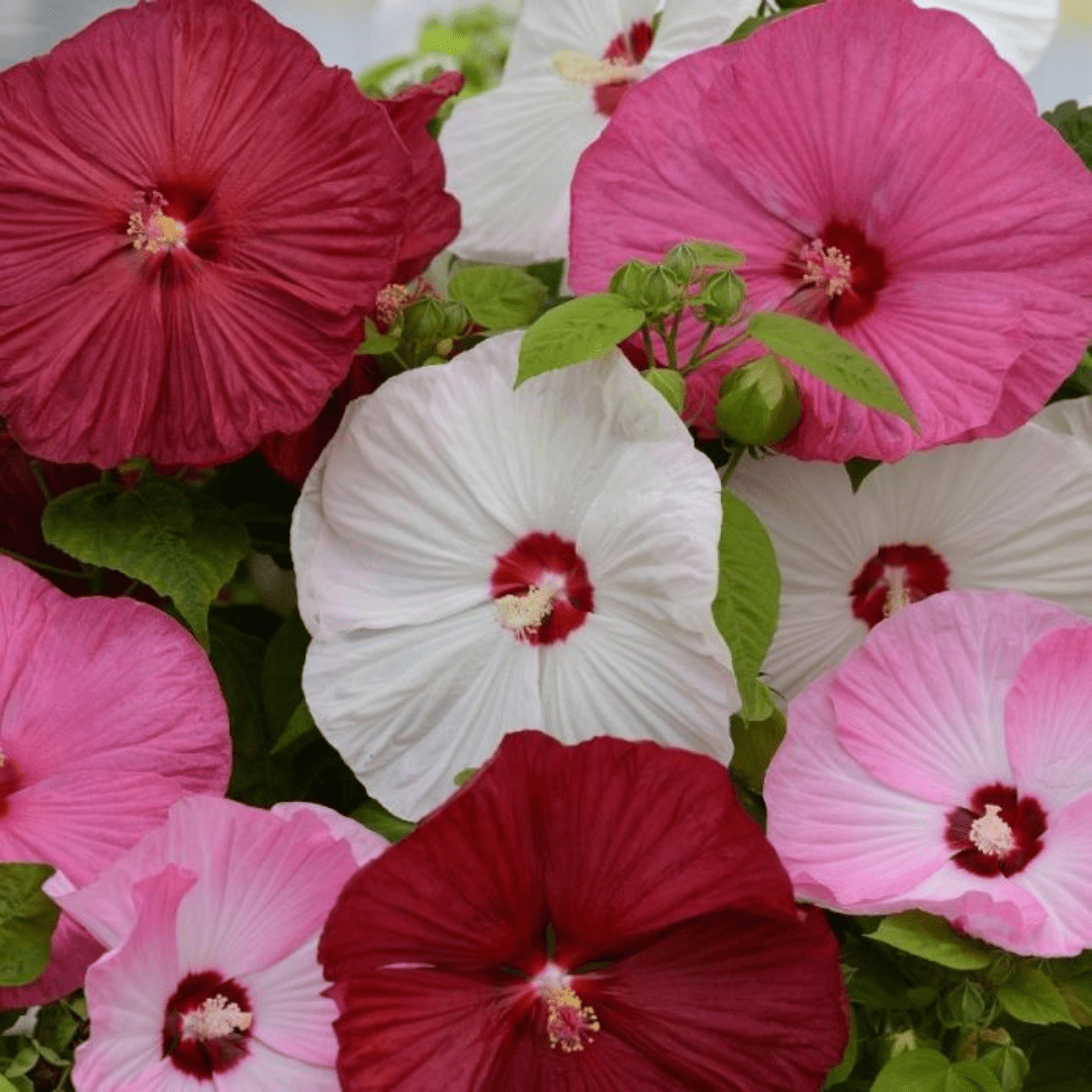 Luna Mix Hibiscus Plant Live, Hardy Hibiscus Plants Live, 7 to 10 Inch ...