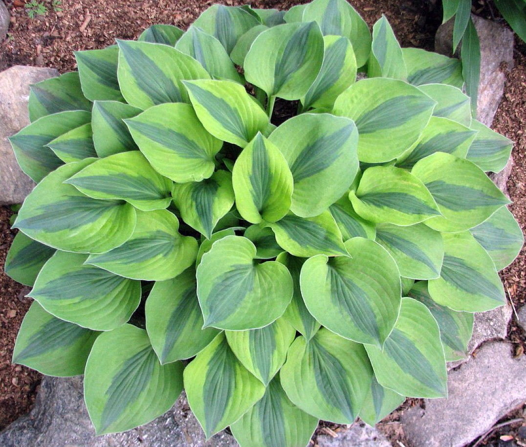 Luna Moth Hosta - Potted - Heart Shaped Leaves - Bareroot - Walmart.com