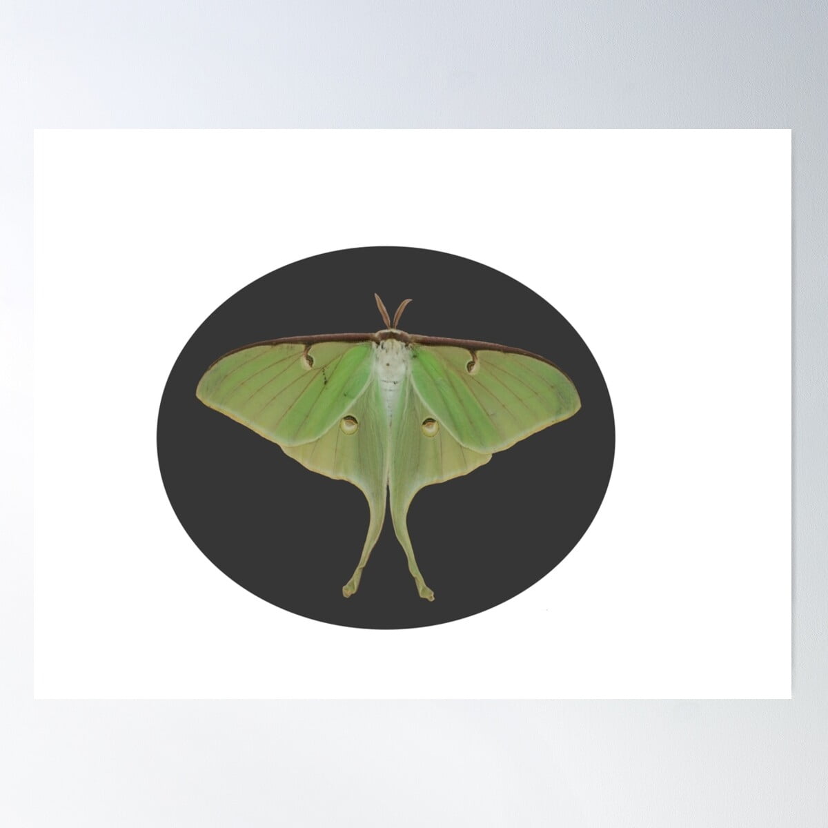 Luna Moth On Dark Background Poster Wall Art, Modern Wall Decor For ...