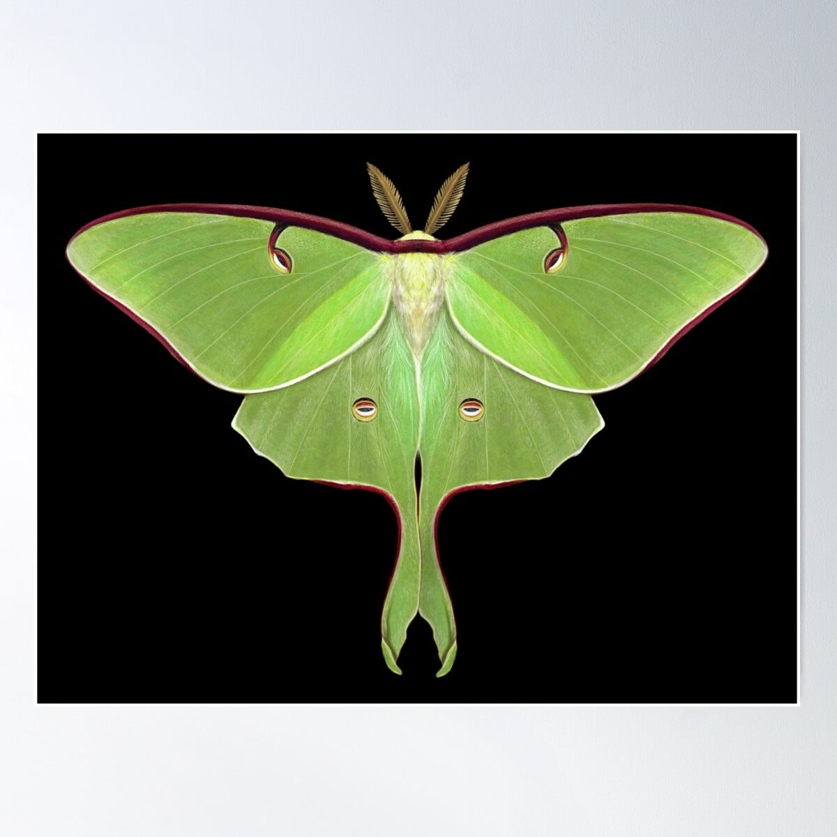 Luna Moth Painting By Mary Capaldi Poster Wall Art, Modern Wall Decor ...