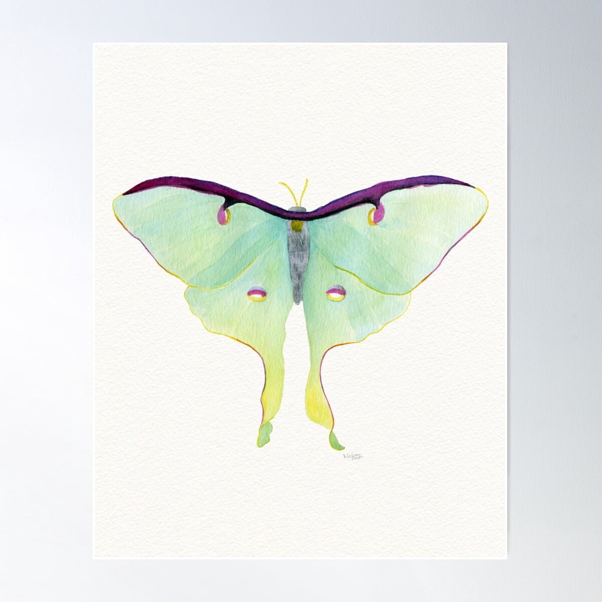 Luna Moth Poster Wall Art, Modern Wall Decor For Living Room Bedroom ...