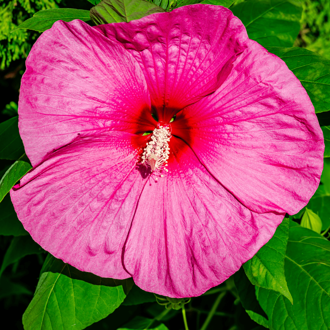 Luna Rose Hibiscus Plant Live, Hardy Hibiscus Plants Live, 7 to 10 Inch ...