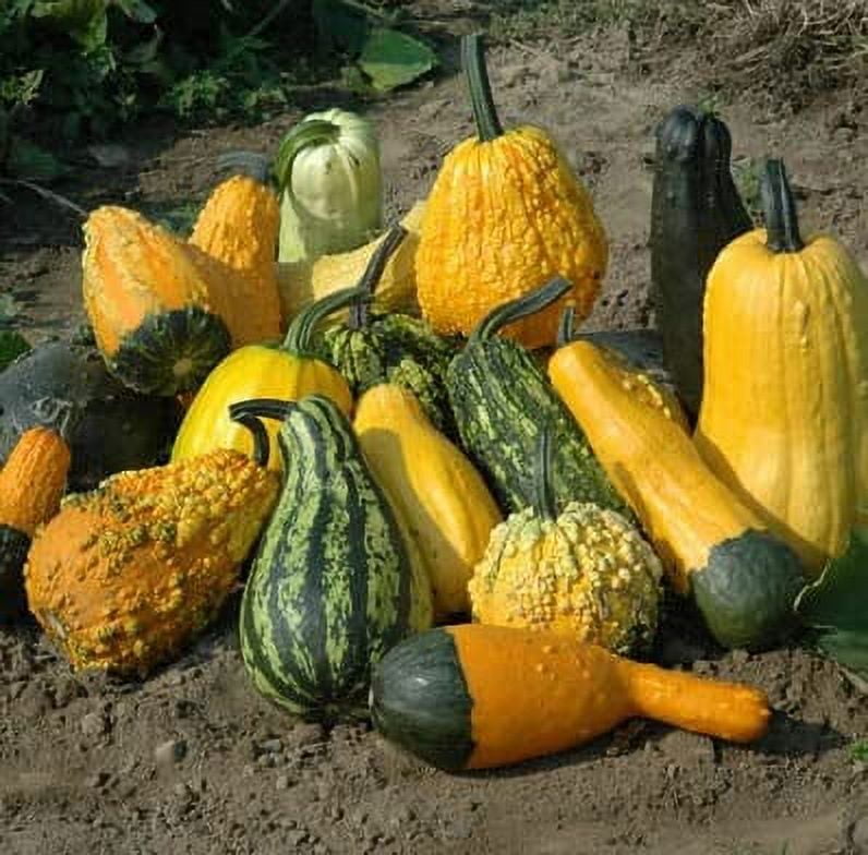 Lunch Lady Gourd Seeds for Planting (10 Seeds) - Exotic and Hard to ...