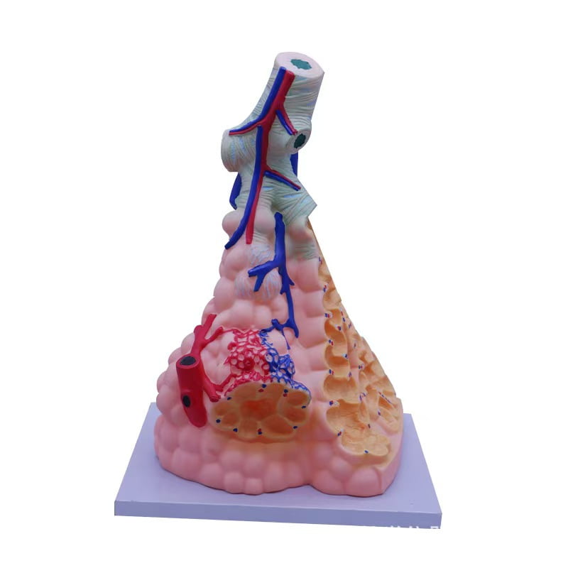 Lung Anatomy Model Lung Teaching Model Bronchial Tree Distribution New ...