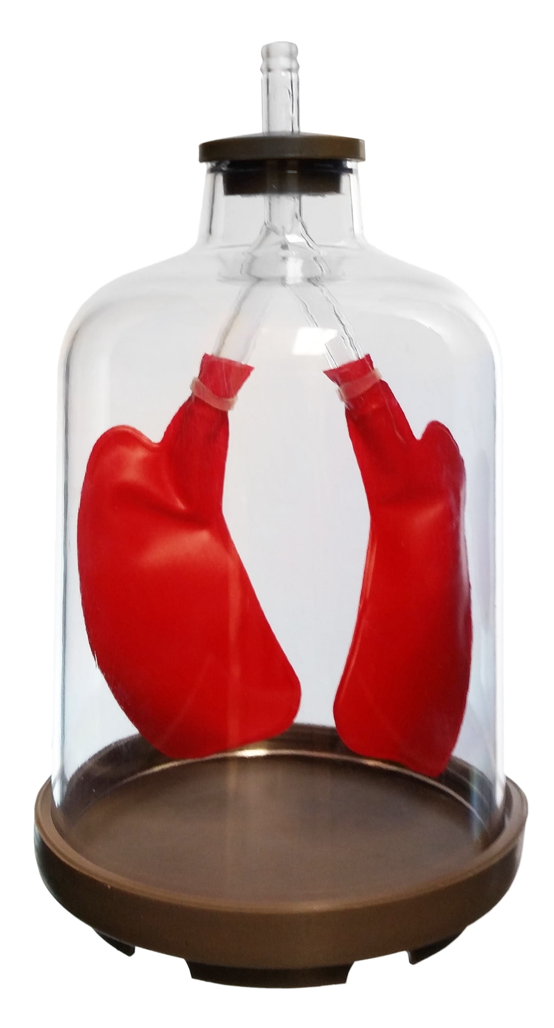 Lung Apparatus Demonstration for Biology Education in a Classroom or ...
