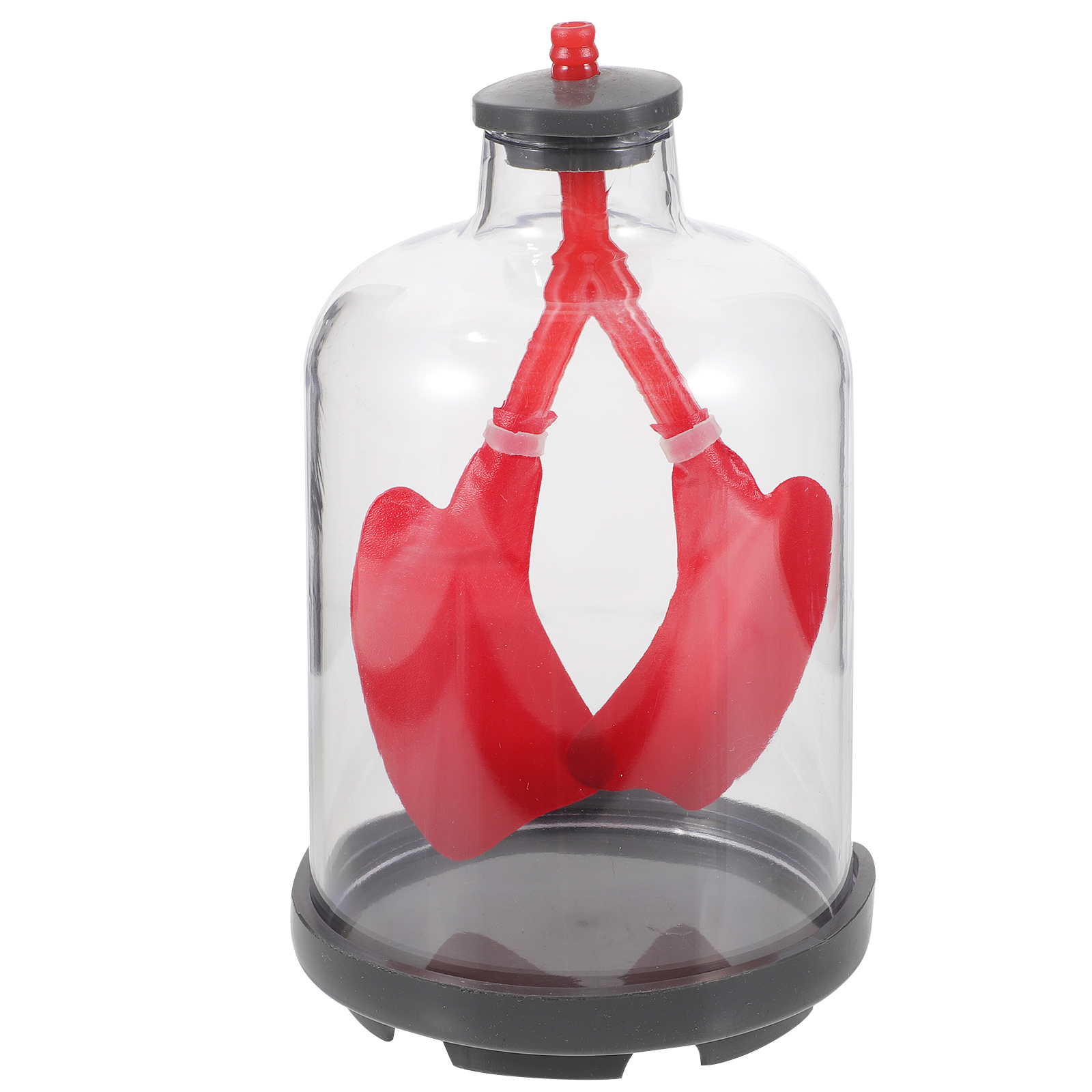 Lung Breathing Model Booster Human Models Breather Device Work Child ...