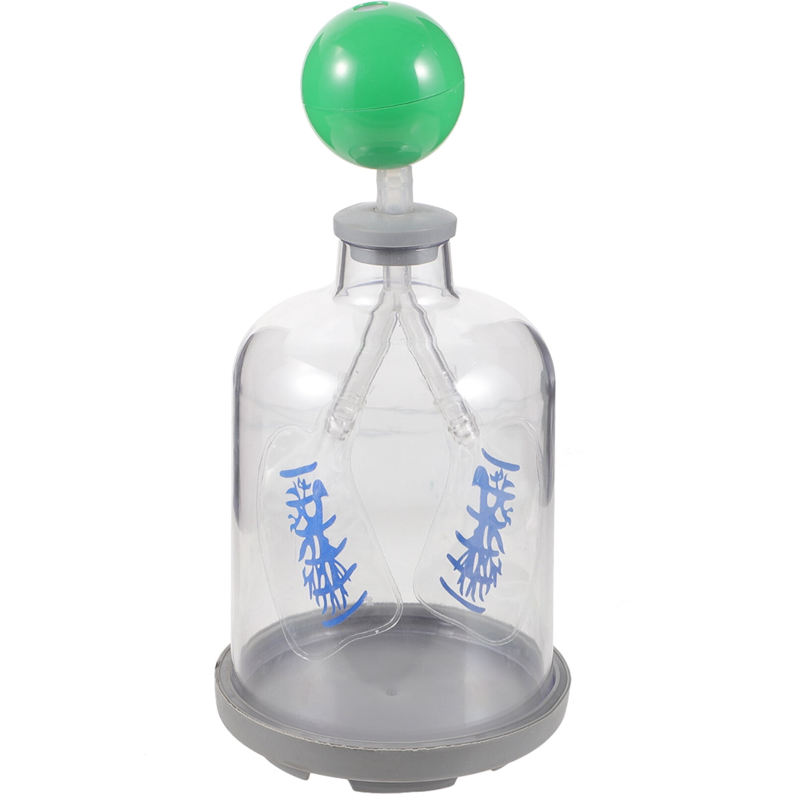 Lung Breathing Teaching Model Lung Organs Breathing Awareness ...