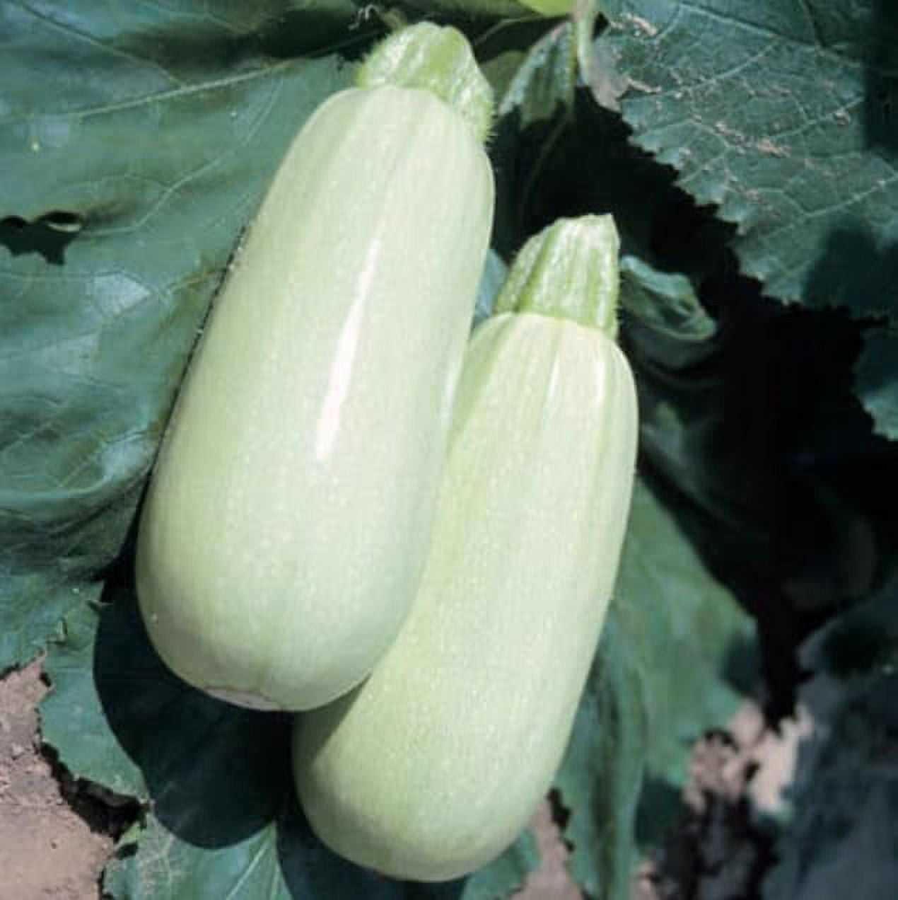 Lungo Bianco Squash Seeds for Planting (10 Seeds) - Walmart.com