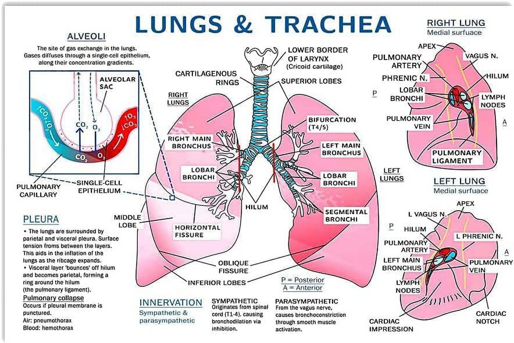 Lungs & Trachea Metal Signs Medical Knowledge Posters Medical Classroom ...