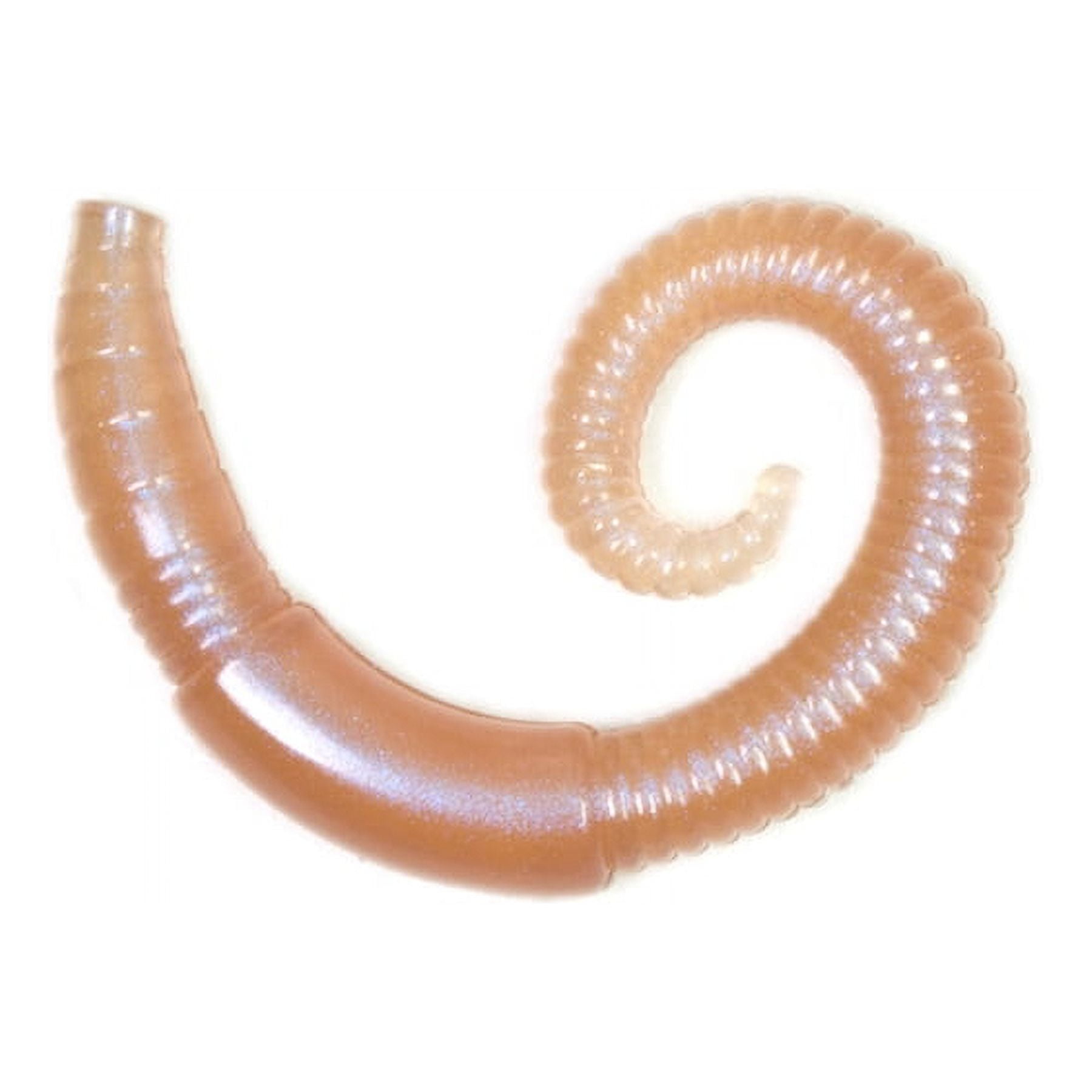 Lunkerhunt River Worm - 2" - Dew Worm - Walmart.com