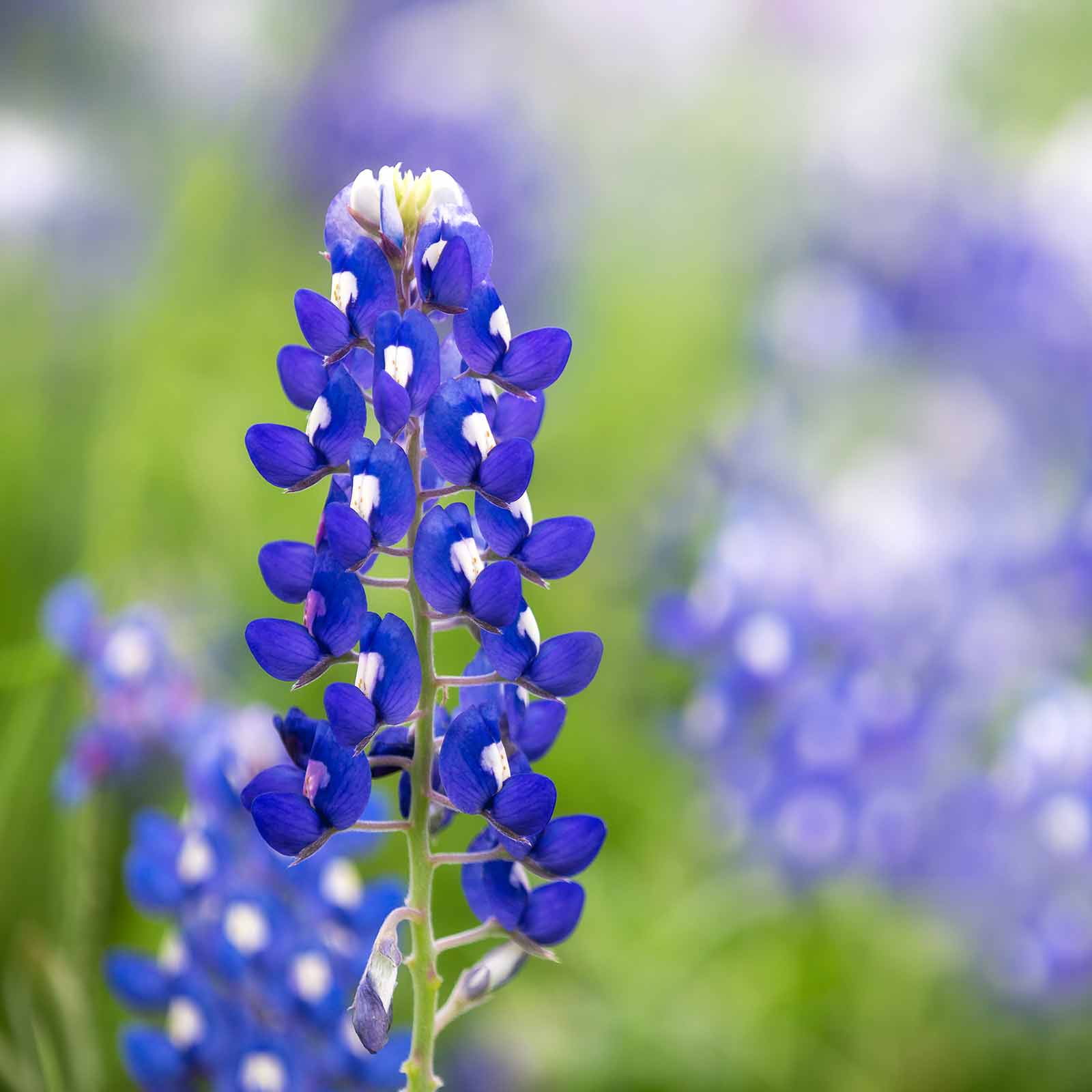 Lupine Flower Garden Seeds - Texas Blue Bonnet - 1 Oz - Perennial ...