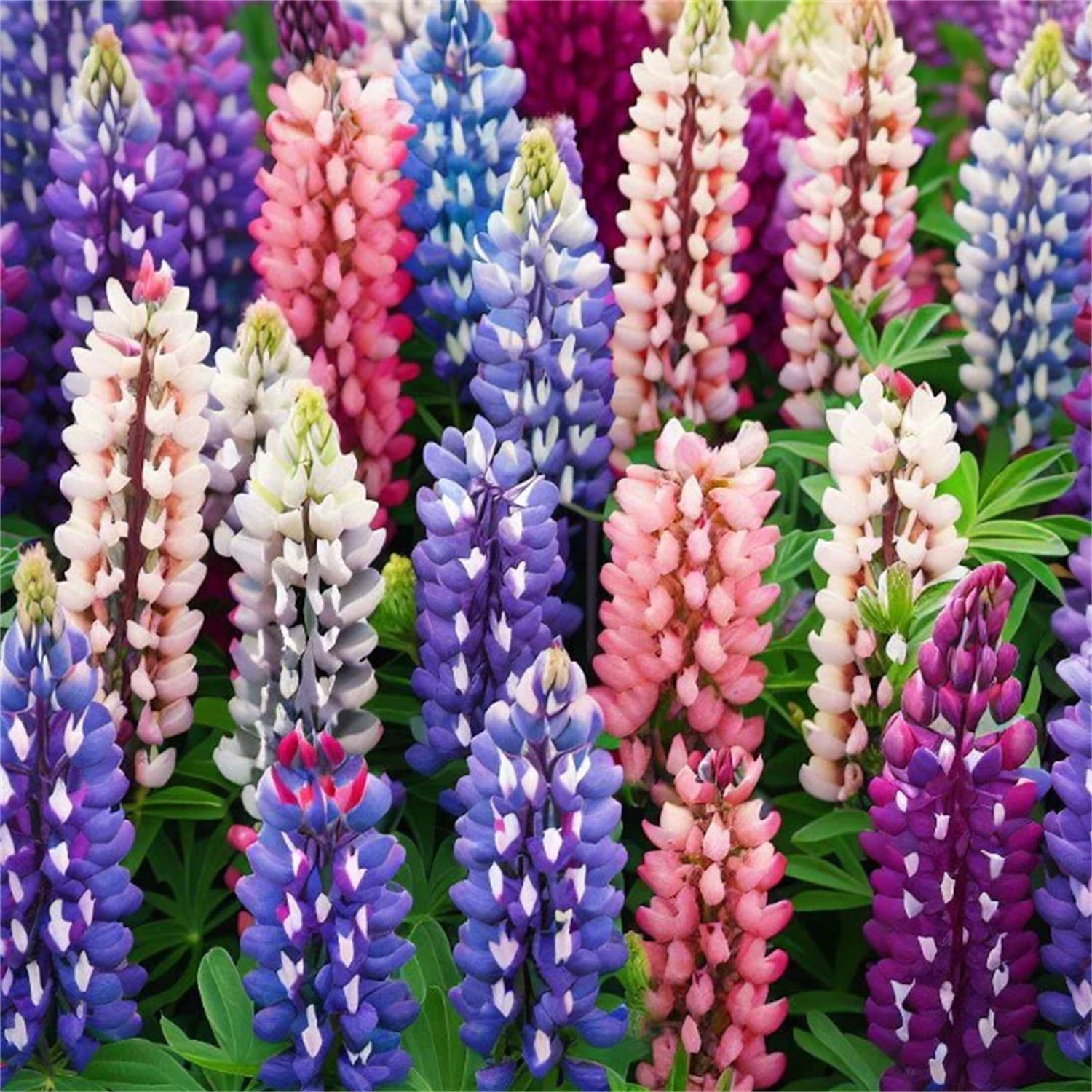 Lupine Mix Wildflower Seeds 500+ Seeds per Bag Mixed Colors Lupine ...