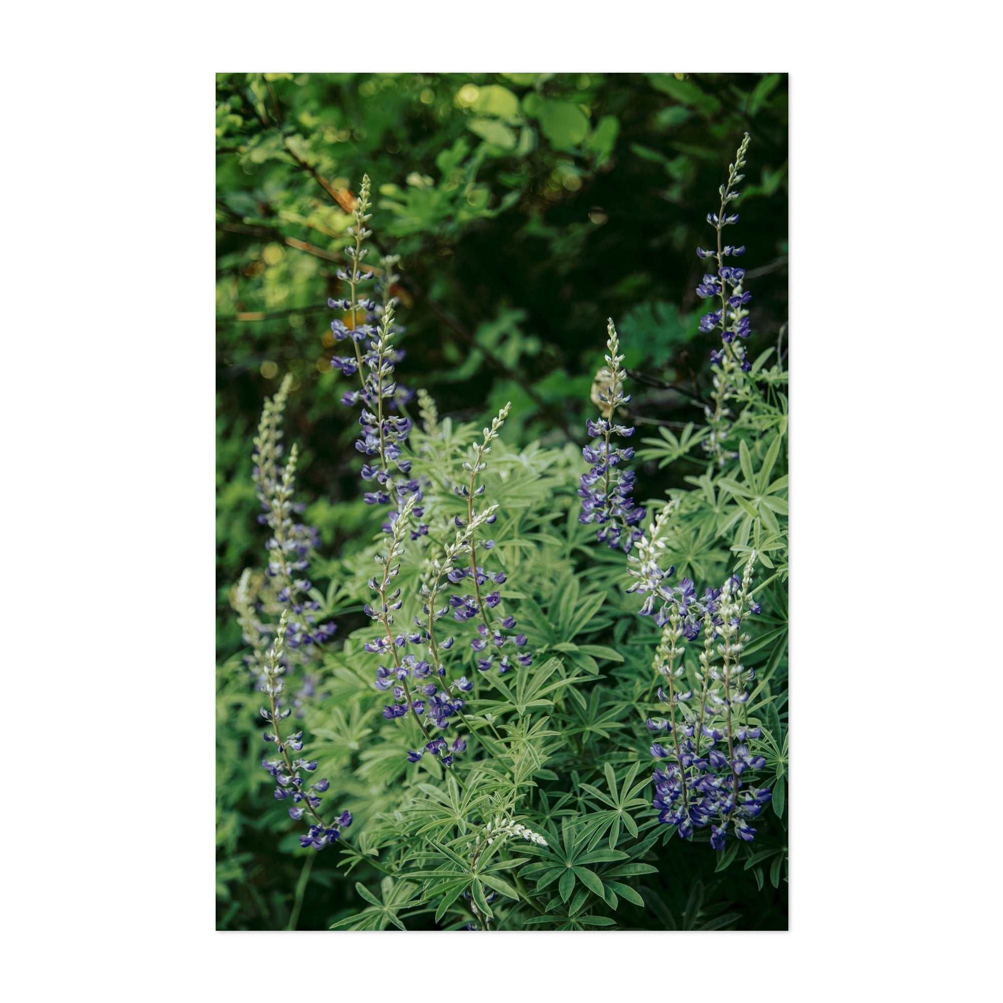 Lupine - Oregon Photography Botanical Floral Nature Flowers Scenic ...