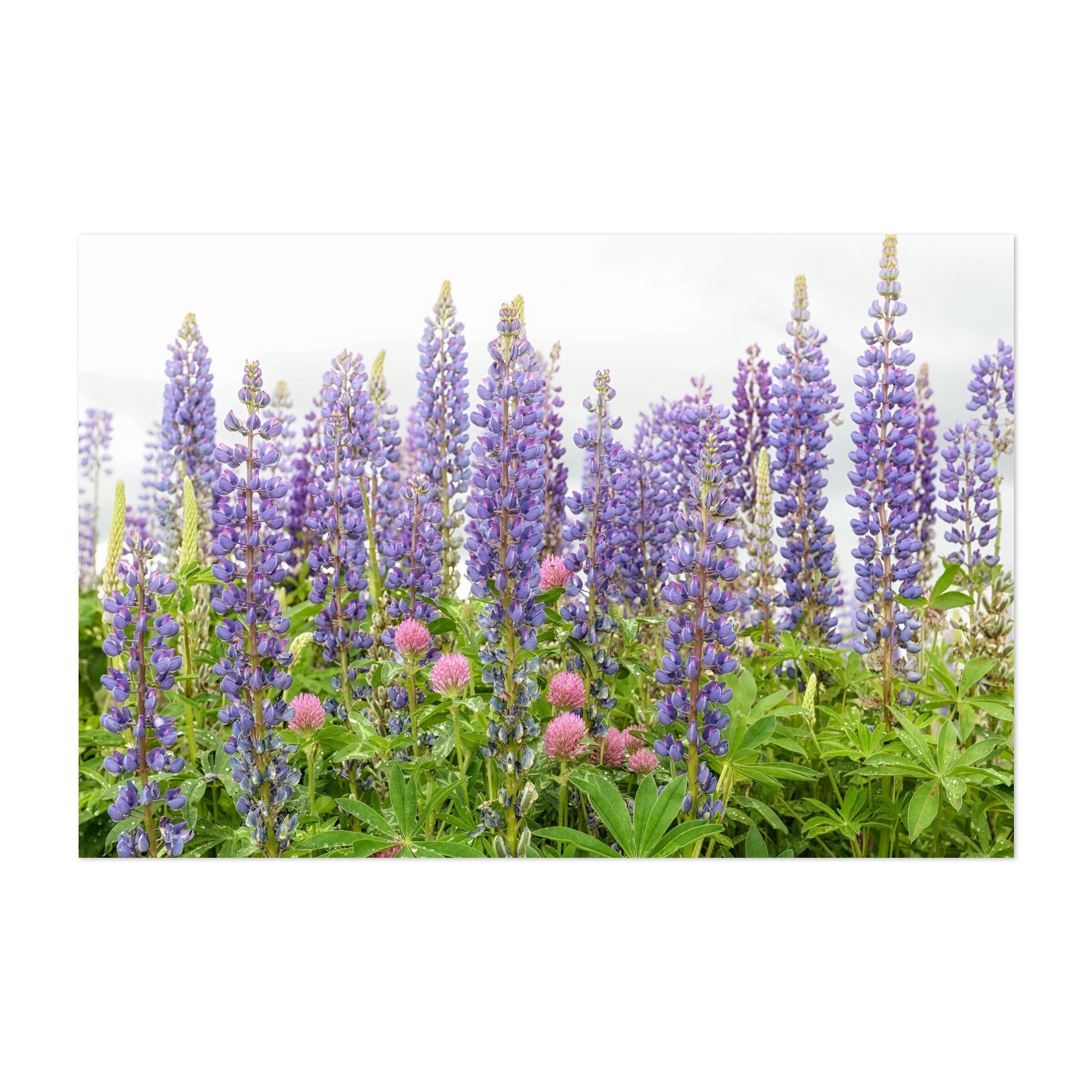 Lupine and Clover - Puyallup Washington Photography Floral Flowers ...