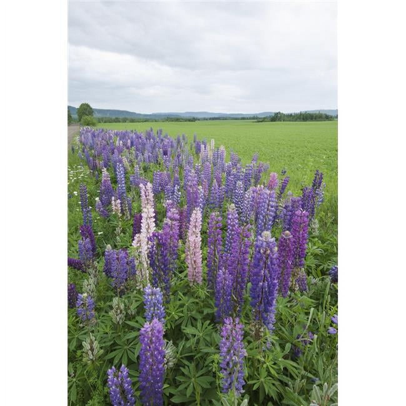 Lupines In A Field with Mountains In The Distance - Thunder Bay ...