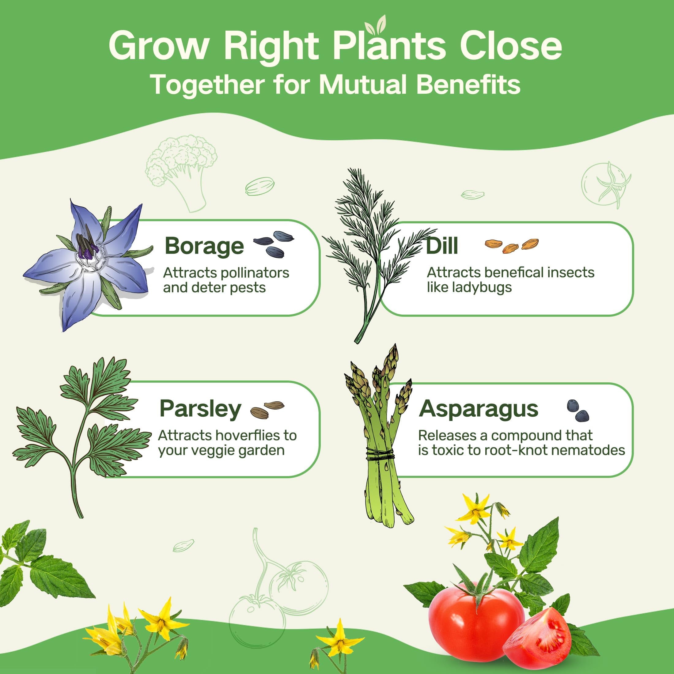 Lush&Dew Full Companion Plants Seed Bank, 32 H2FSDVarieties Non-GMO Seeds of Vegetables, Herbs ...