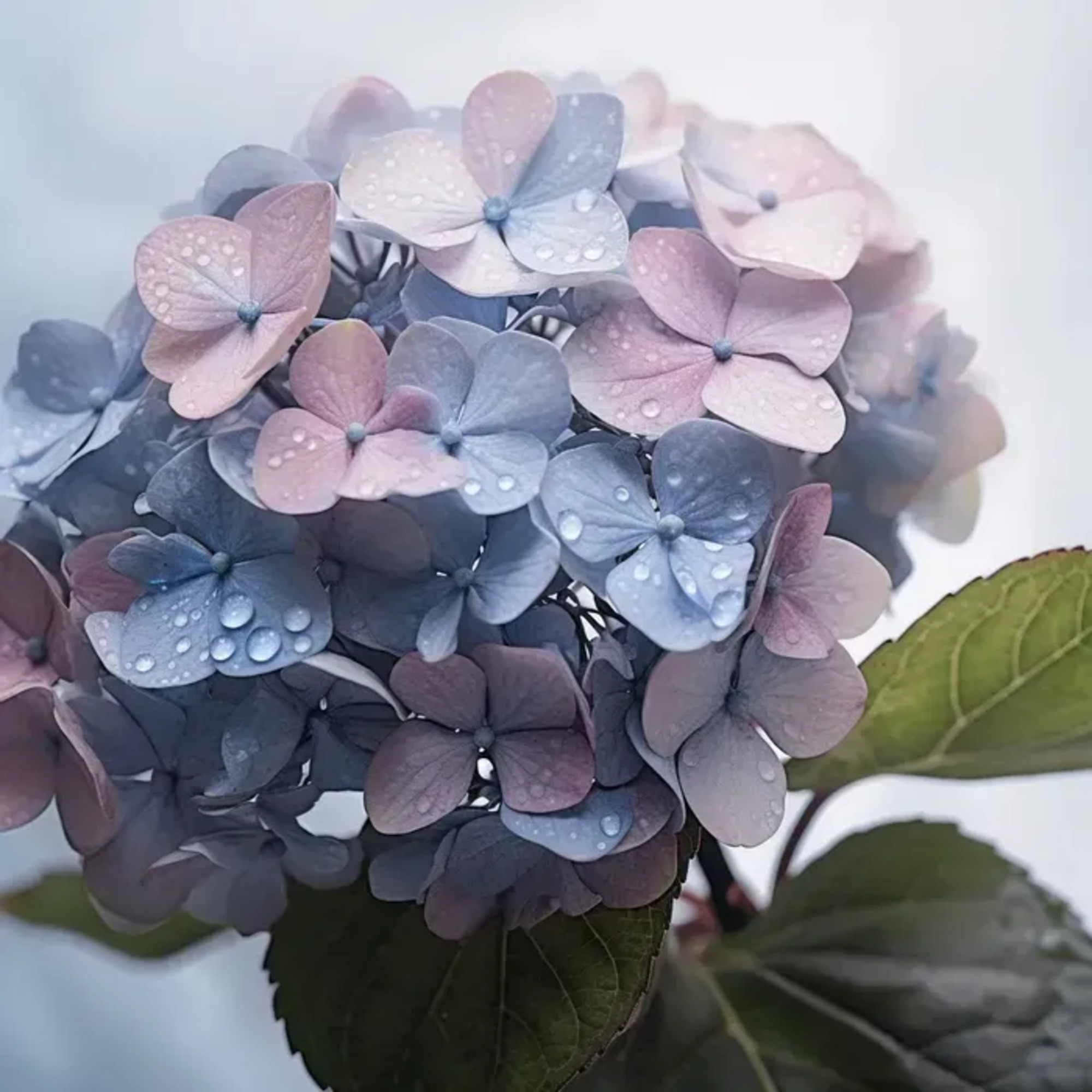 Lush Floral Hydrangea Bunch - Mediano - Walmart.com