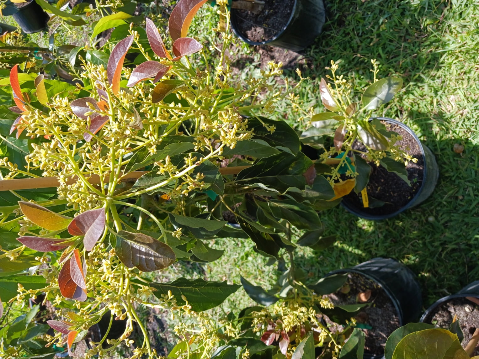 Lush Monroe 3'+ Foot Avocado Live Trees - Walmart.com