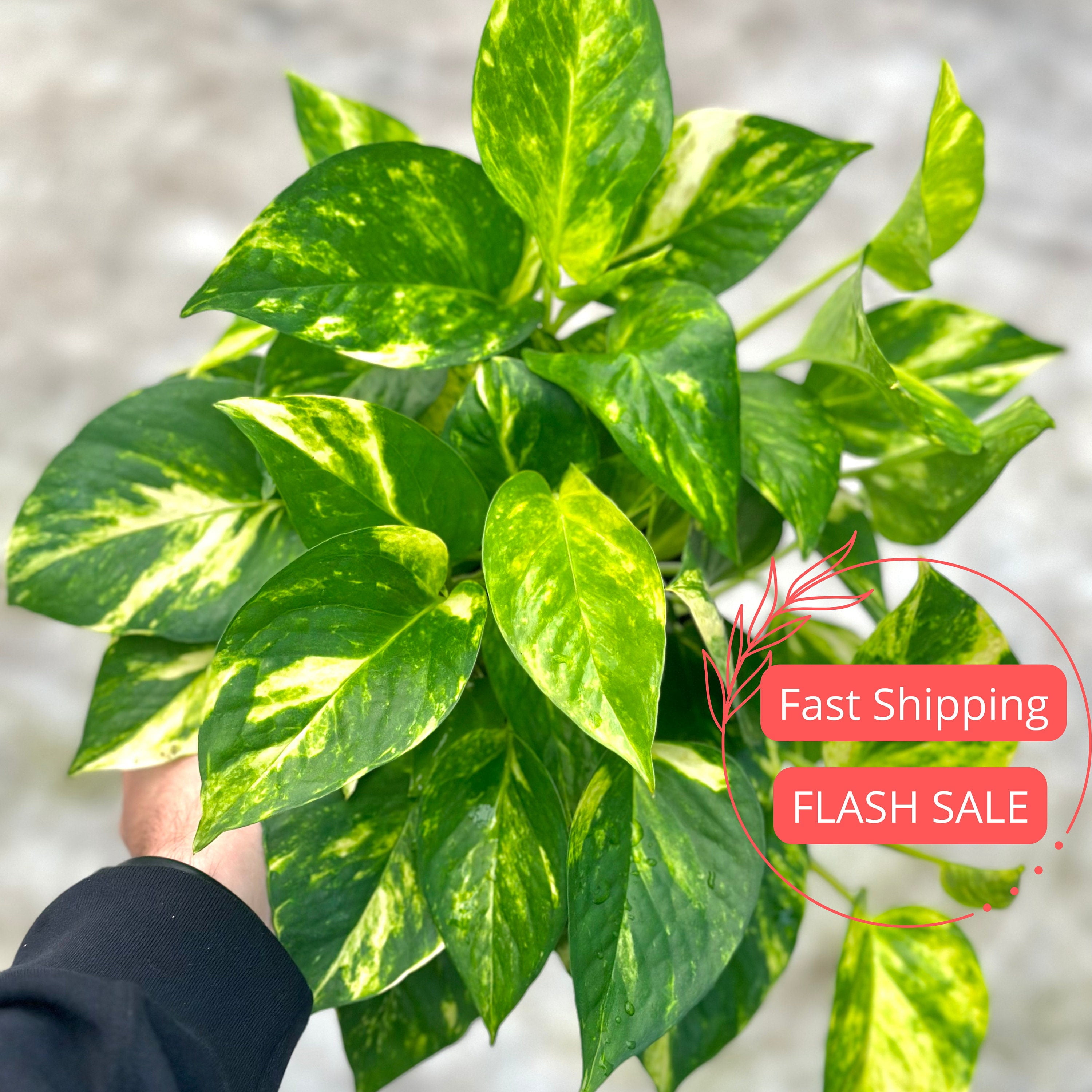 Lush Pothos Golden Plant | Golden Pothos Starter Plant | Rooted Pothos ...