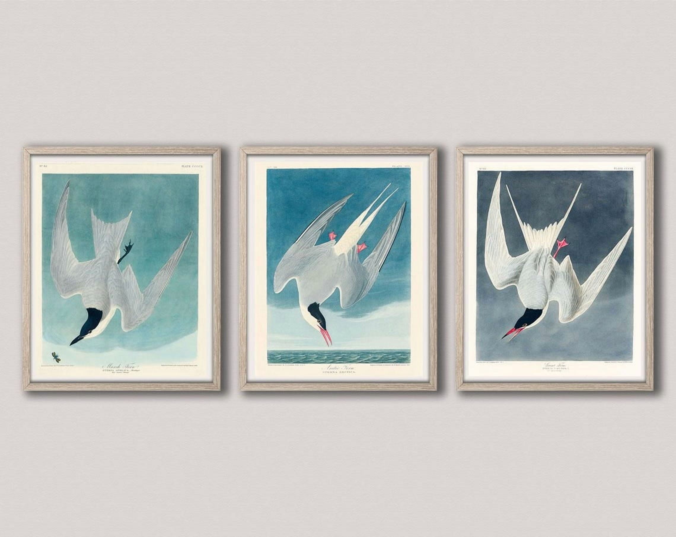 Luvia Audubon Blue Birds Set Of 3, Modern Wall Decor Set 3 Prints 8x12 ...