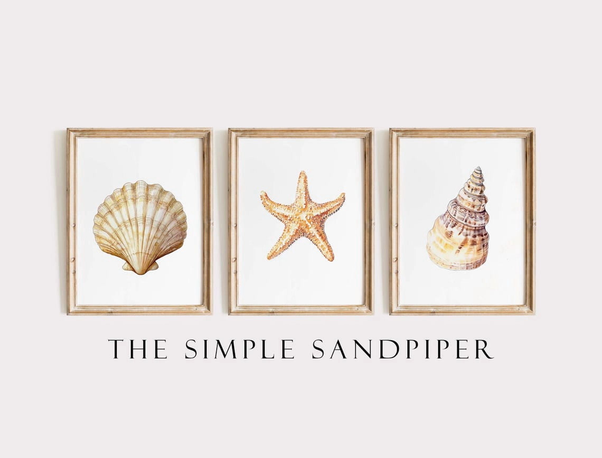 Luvia Neutral Beach Decor Prints, Seashell And Starfish Set Of 3 ...