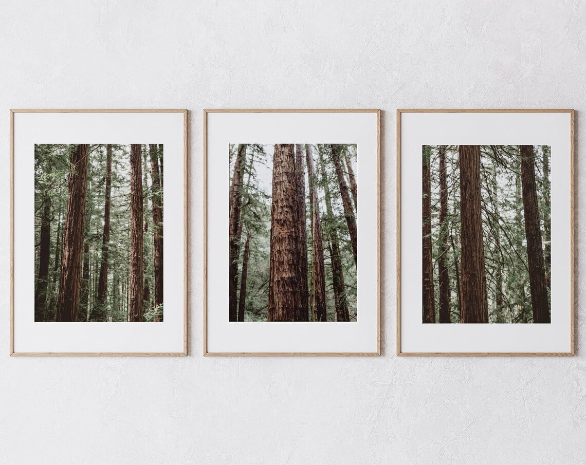 Luvia Redwood Prints Set Of 3, Redwood Tree, Forest Redwood Forest ...