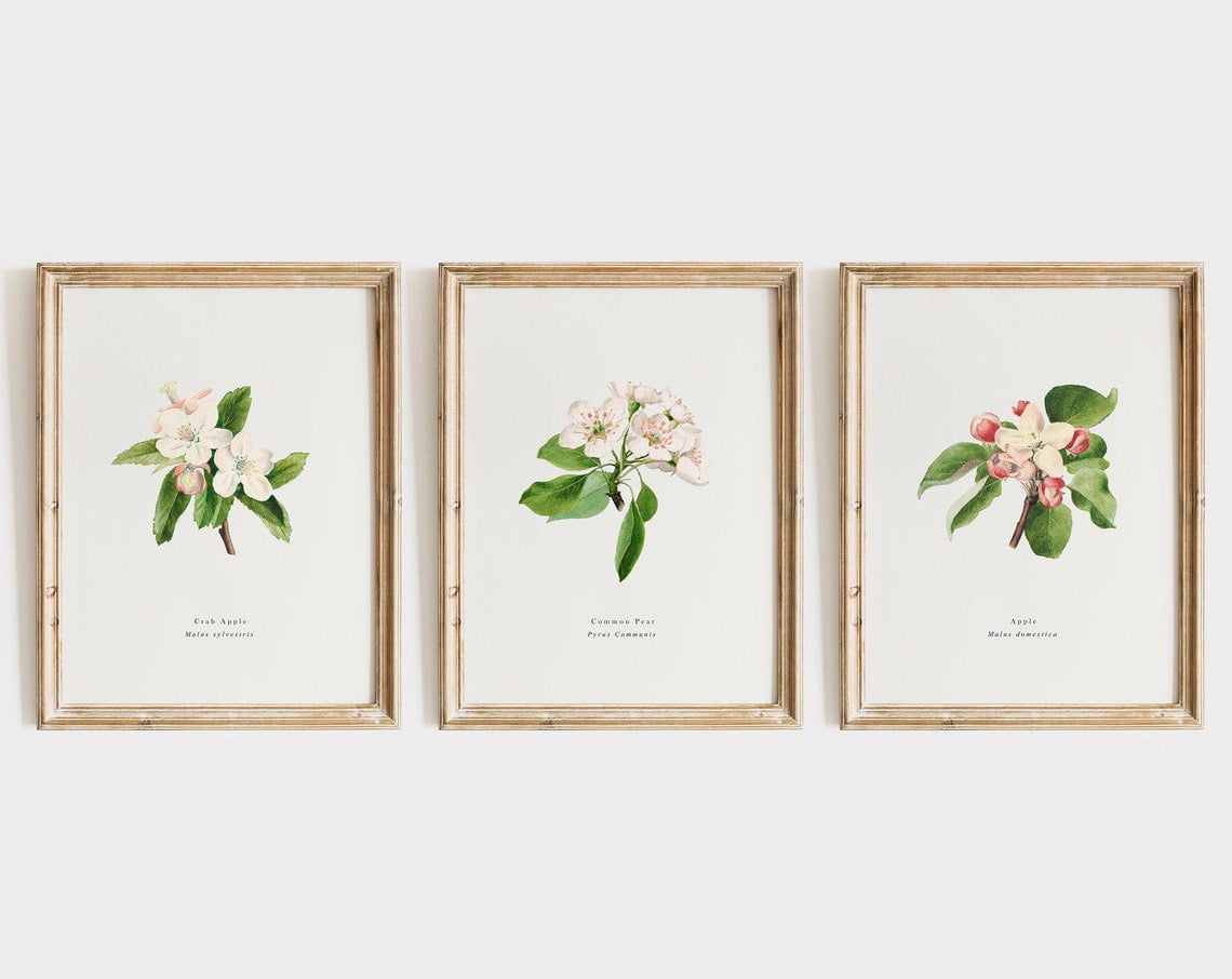 Luvia Set Of 3 Botanical Prints, Botanicals, Spring Flowers ...