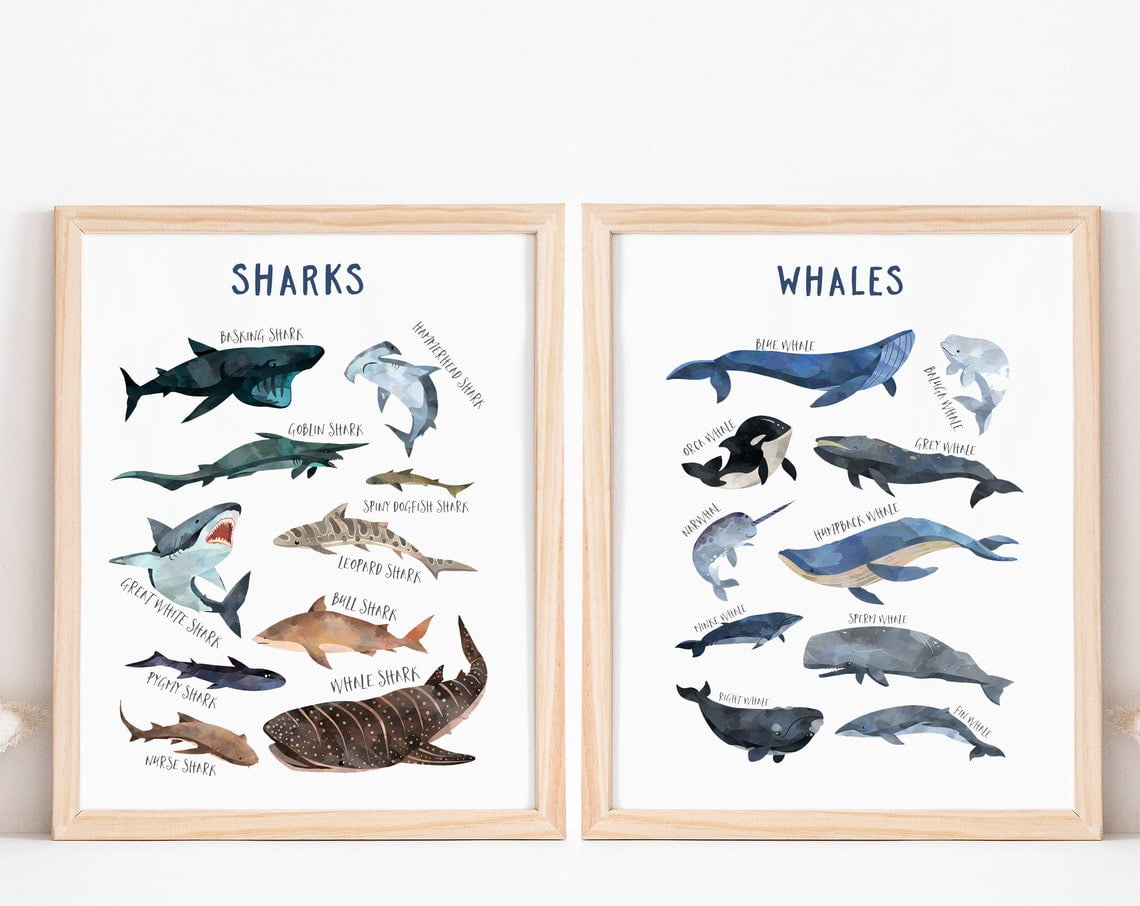 Luvia Sharks Whales Species Chart, Ocean Sea, Sea Creatures Poster ...