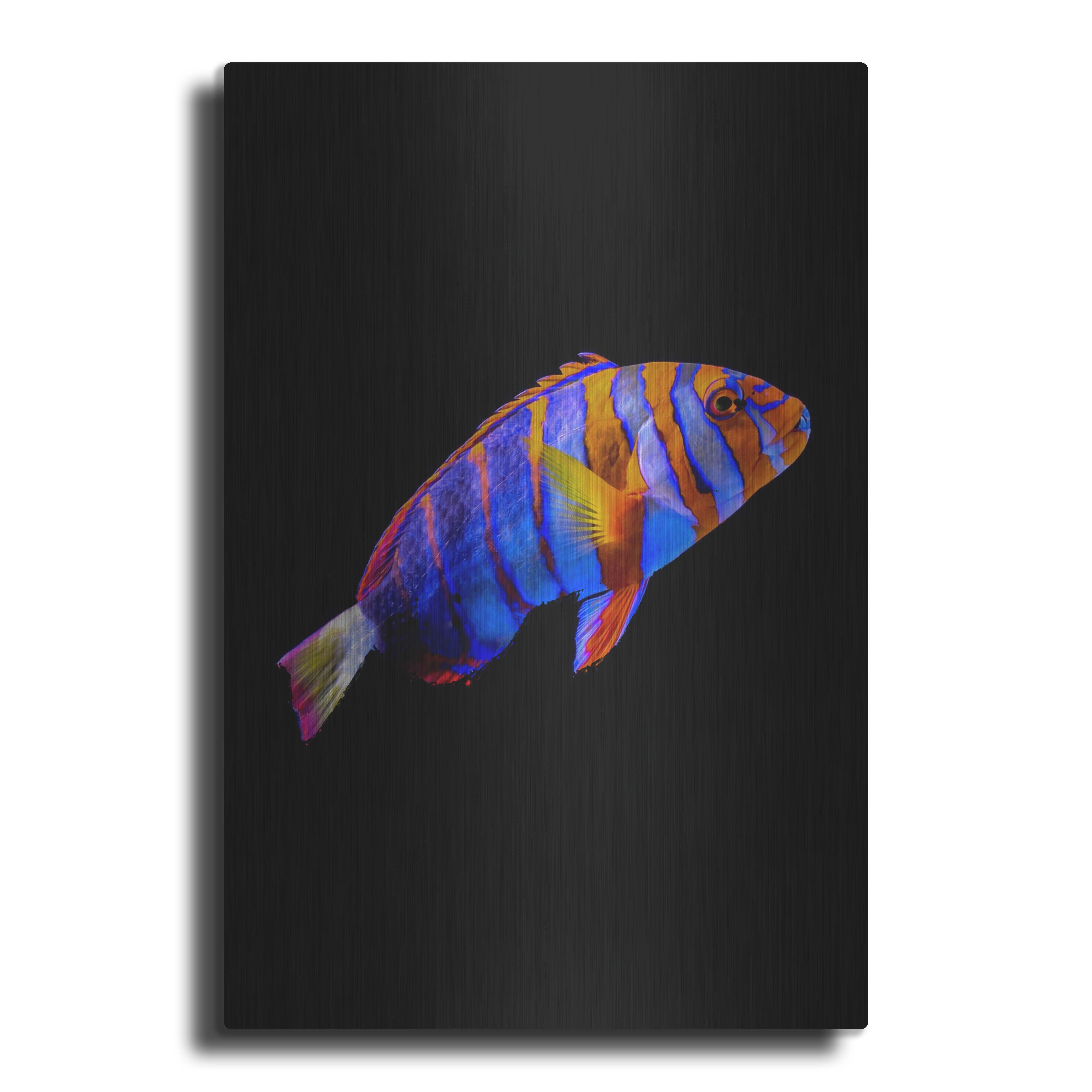 Luxe Metal Art 'Australian Harlequin Tuskfish' by Luxe Portfolio, Metal ...