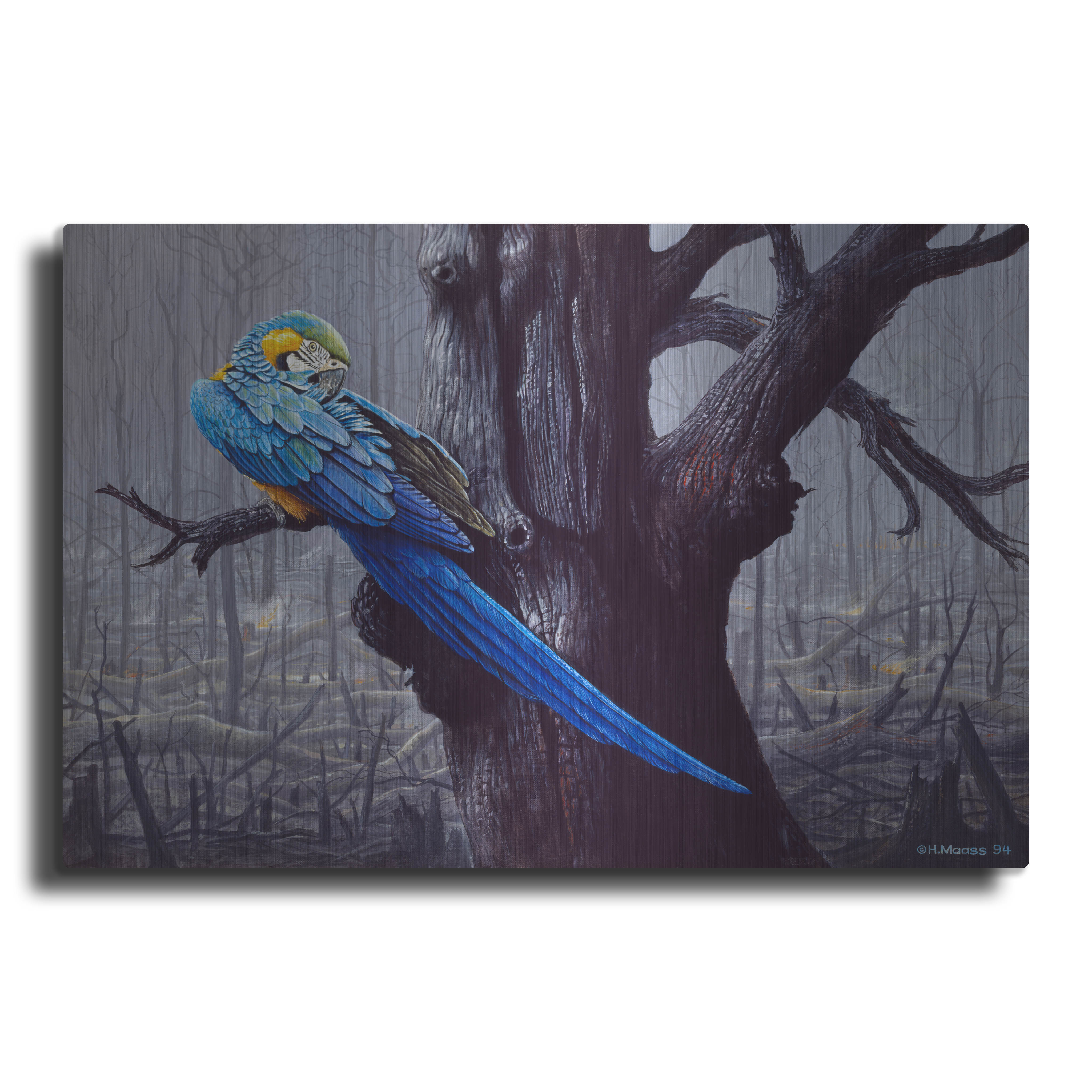 Luxe Metal Art 'Blue And Yellow Macaw In Burned Forest' by Harro Maass ...