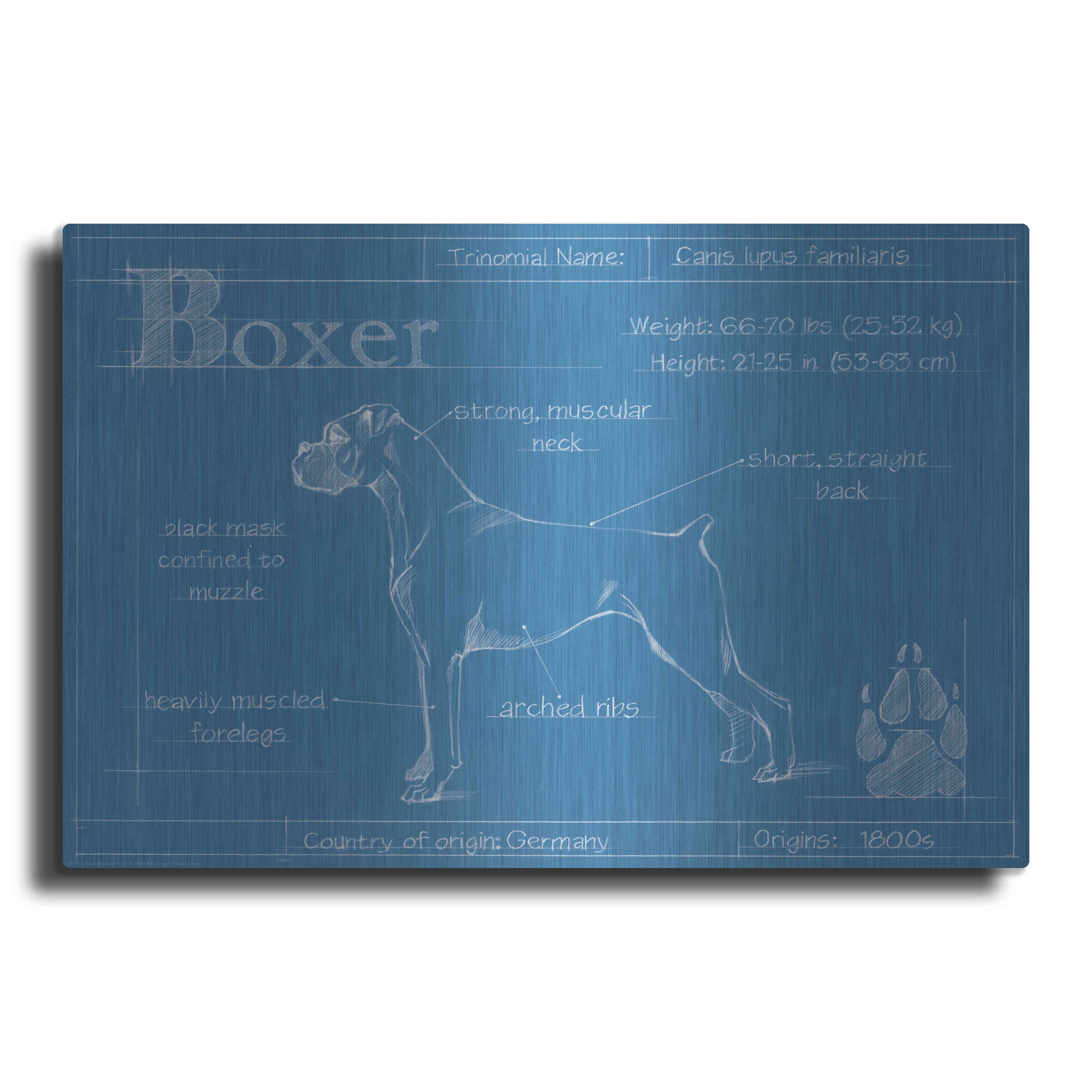 Luxe Metal Art 'Blueprint Boxer' by Ethan Harper Metal Wall Art, 24"x16 ...
