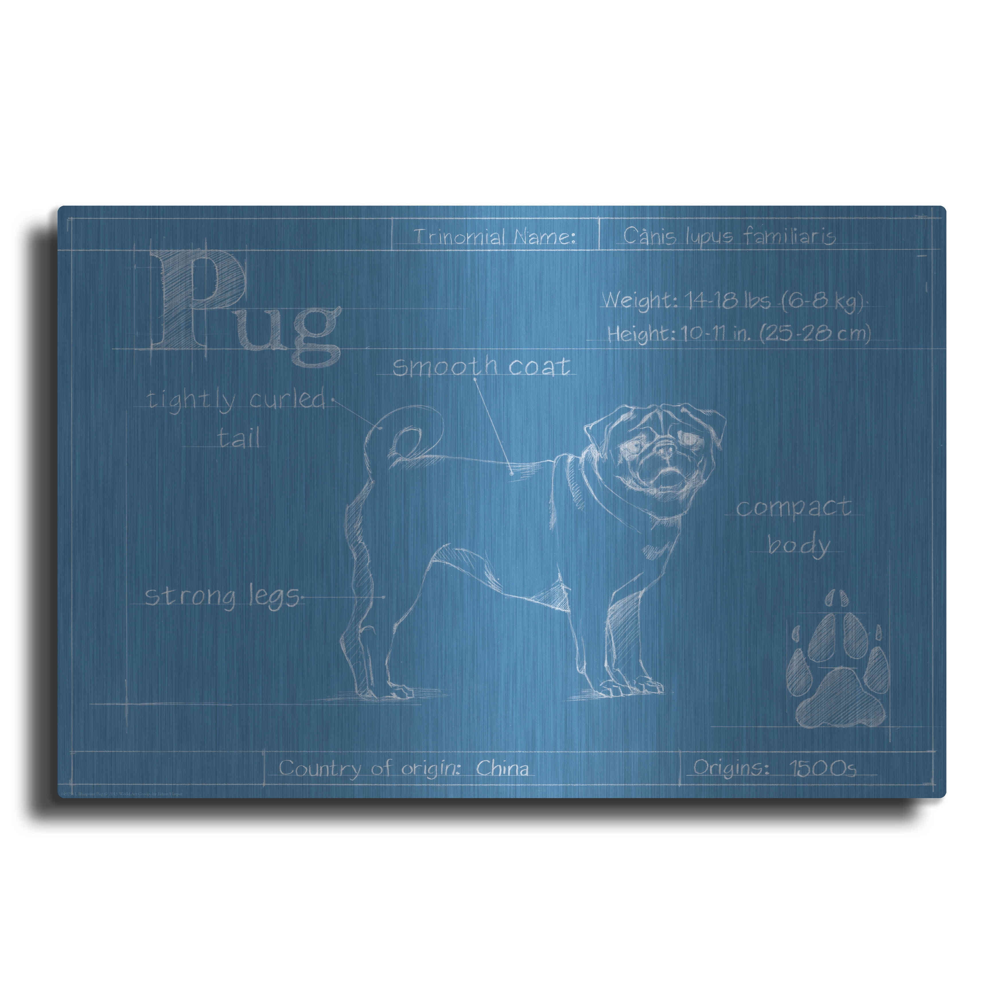Luxe Metal Art 'Blueprint Pug' by Ethan Harper Metal Wall Art, 16"x12 ...