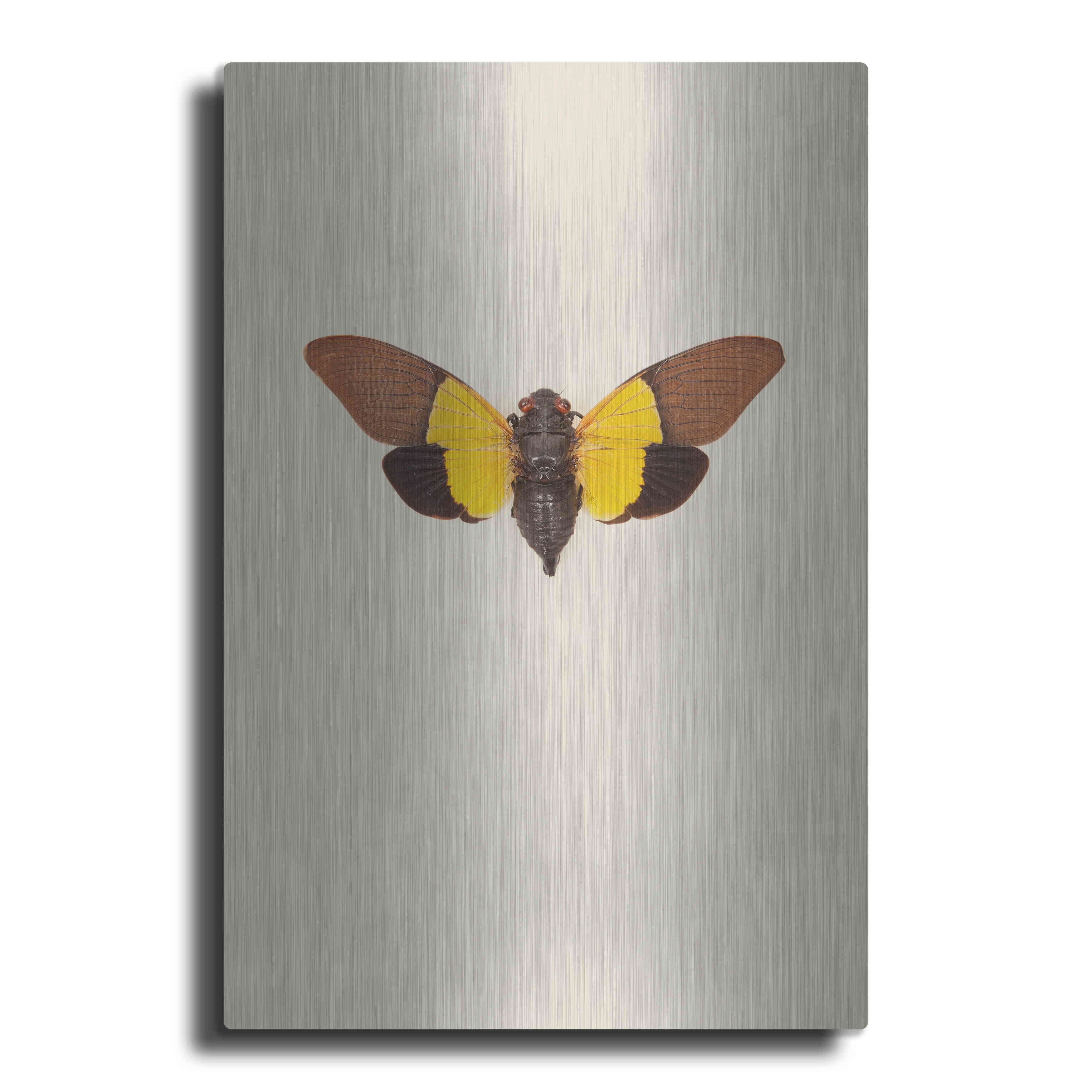 Luxe Metal Art 'Cicada' by Incado, Metal Wall Art, 24"x36" - Walmart.com
