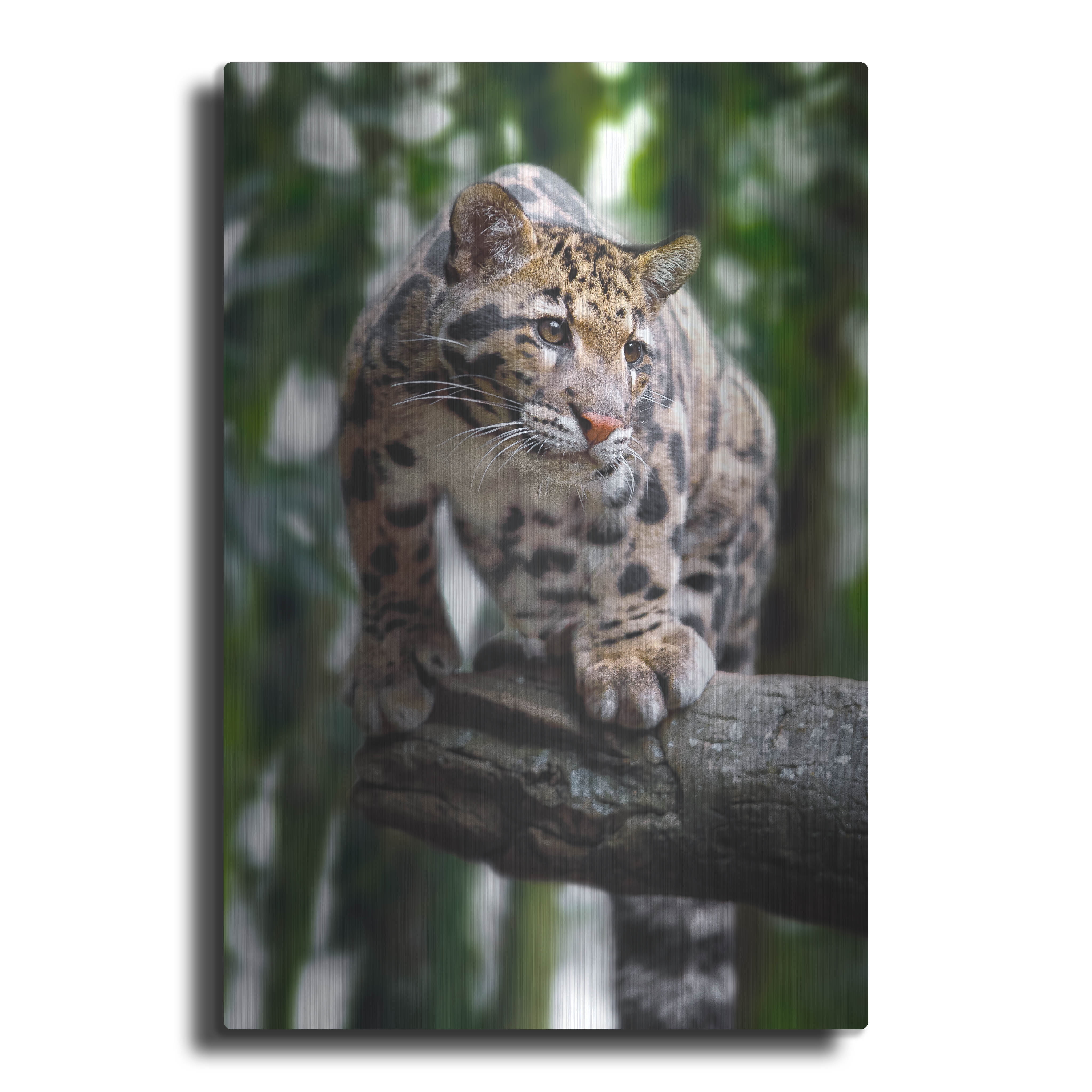 Luxe Metal Art 'Leopard Stare' by Jonathan Ross, Metal Wall Art, 24"x36 ...