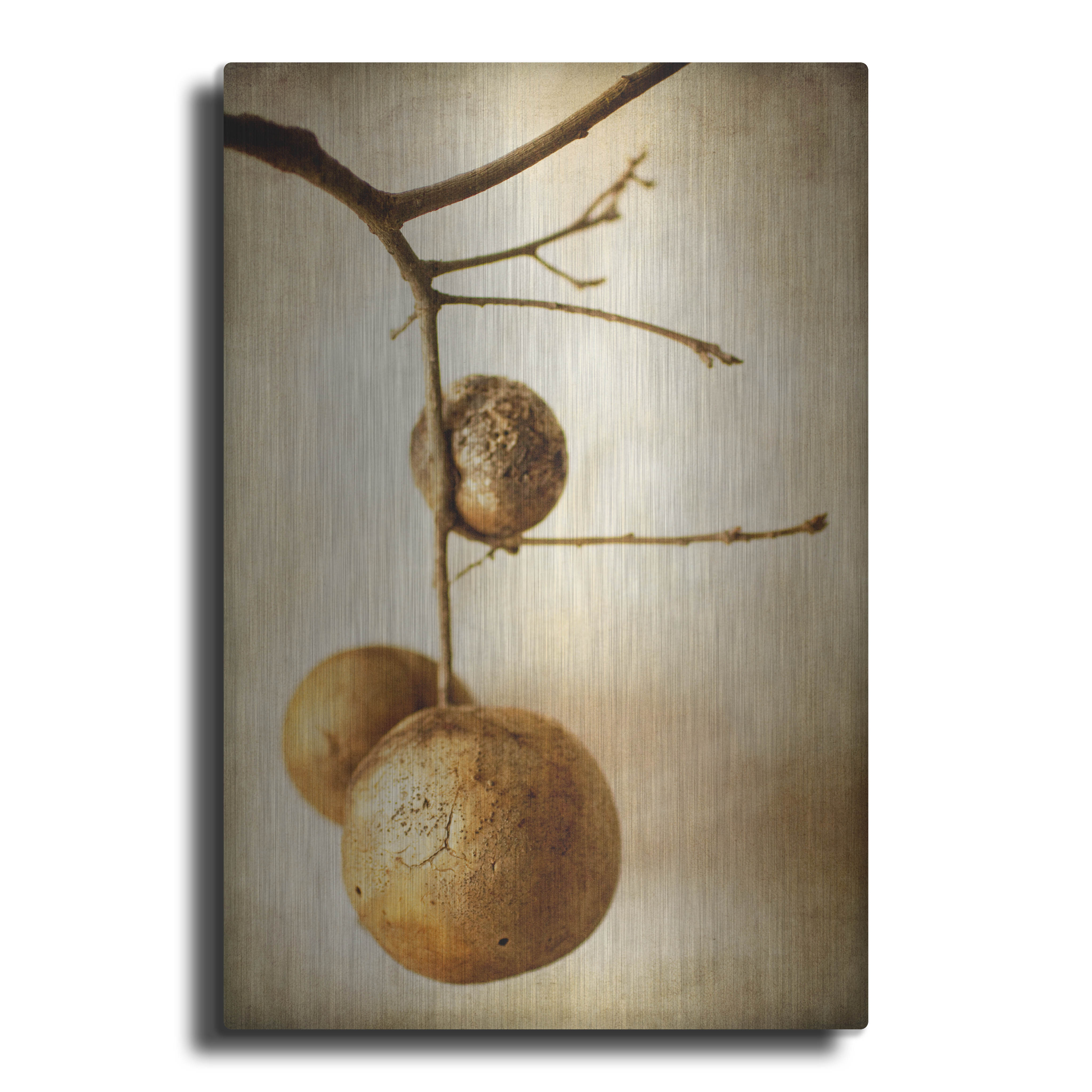 Luxe Metal Art 'Oak Pods 1' by Jessica Rogers, Metal Wall Art, 12"x16 ...