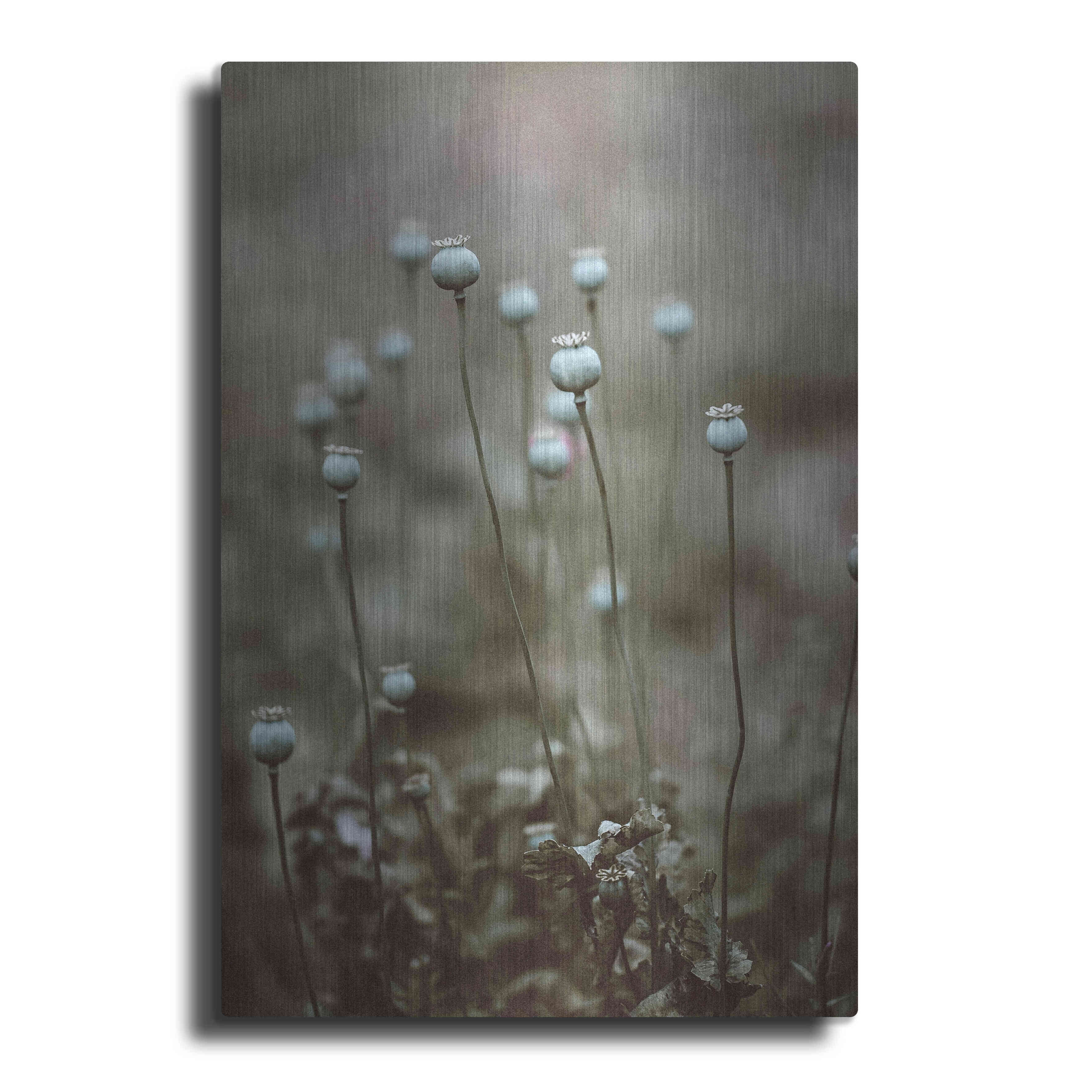 Luxe Metal Art 'Poppy Pods' by Incado, Metal Wall Art, 12"x16 ...