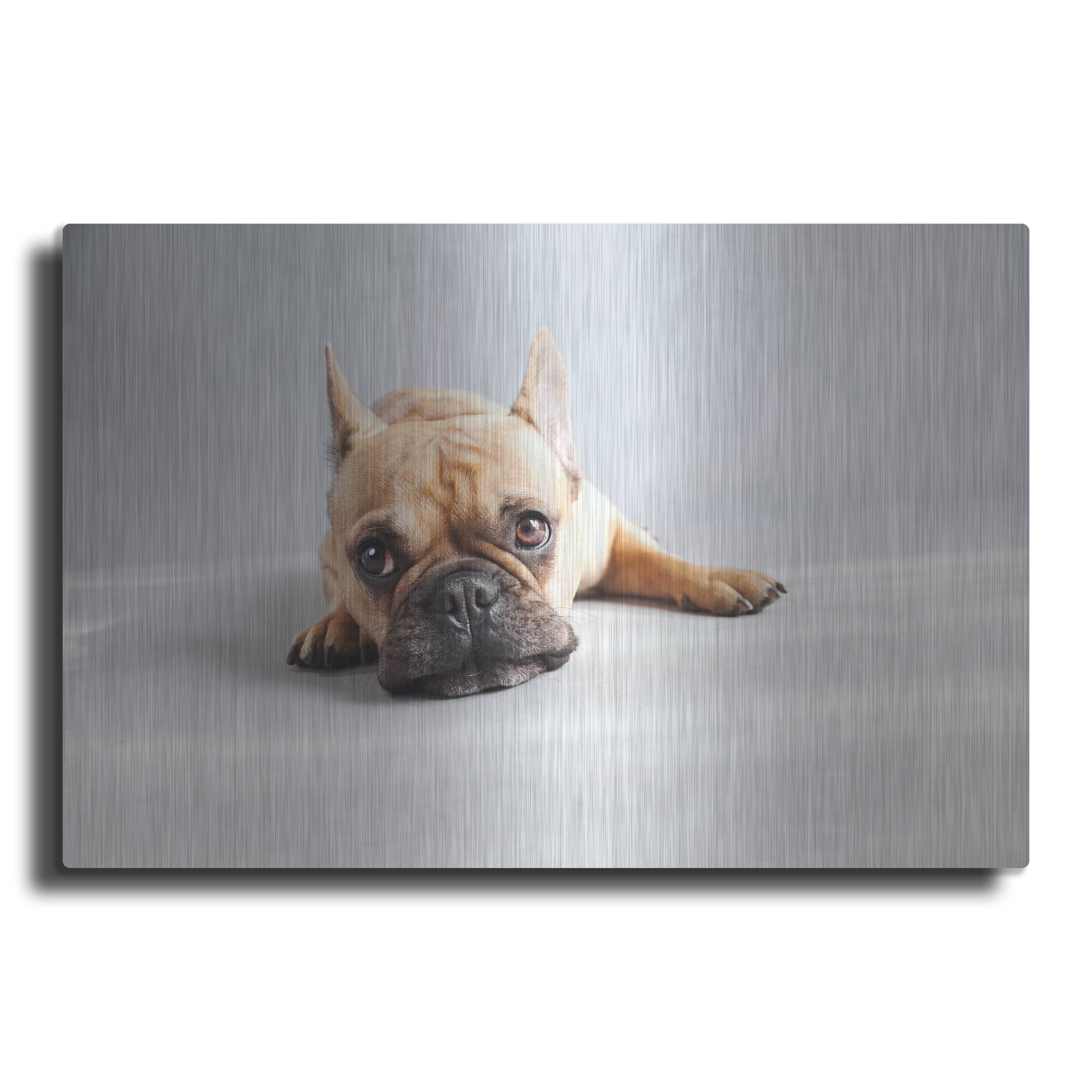 Luxe Metal Art ' Sad Frenchie' by Susan Sabo, Metal Wall Art, 16"x12 ...