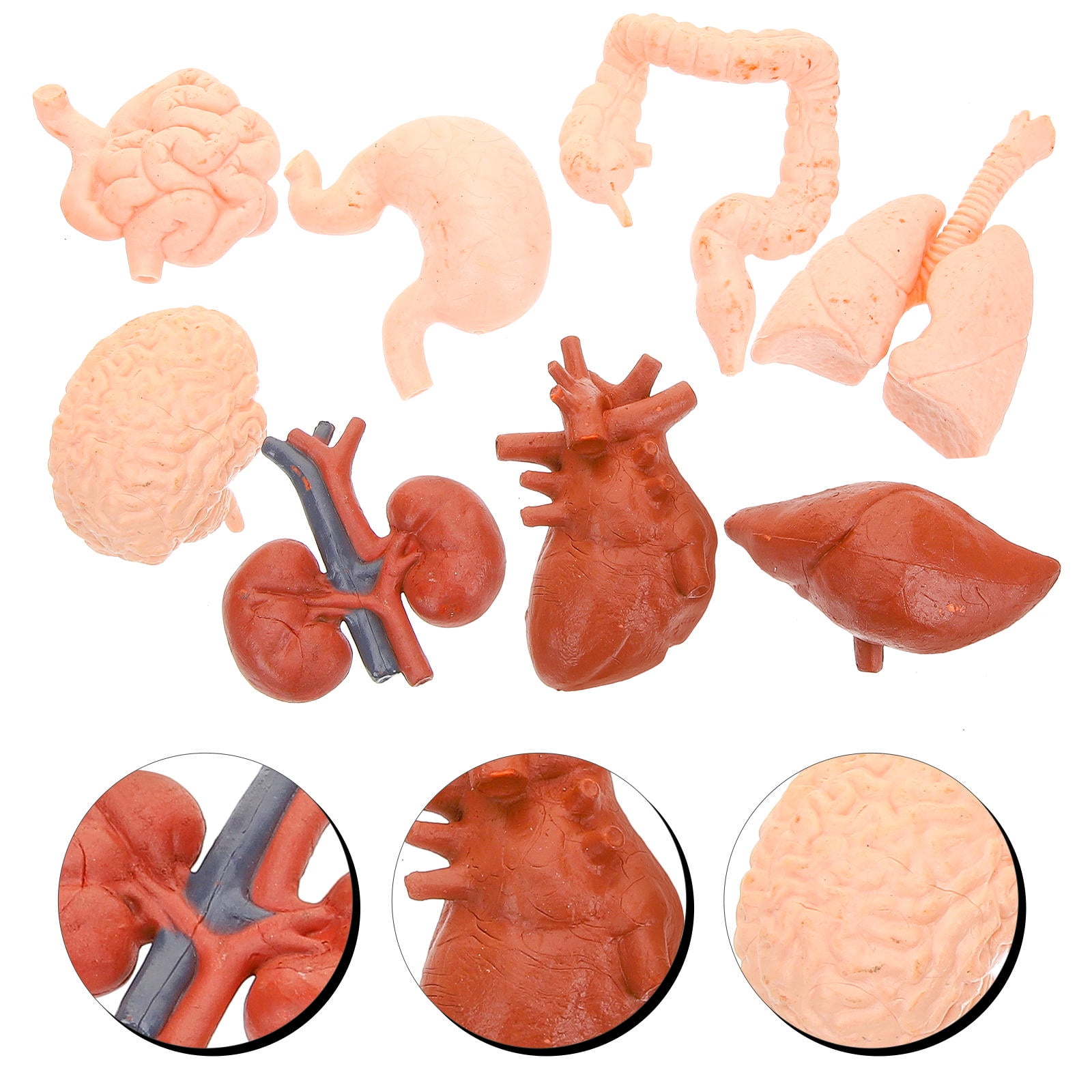 Luxshiny 8Pcs Realistic Design Simulated Organ Models for Doctors Multi ...