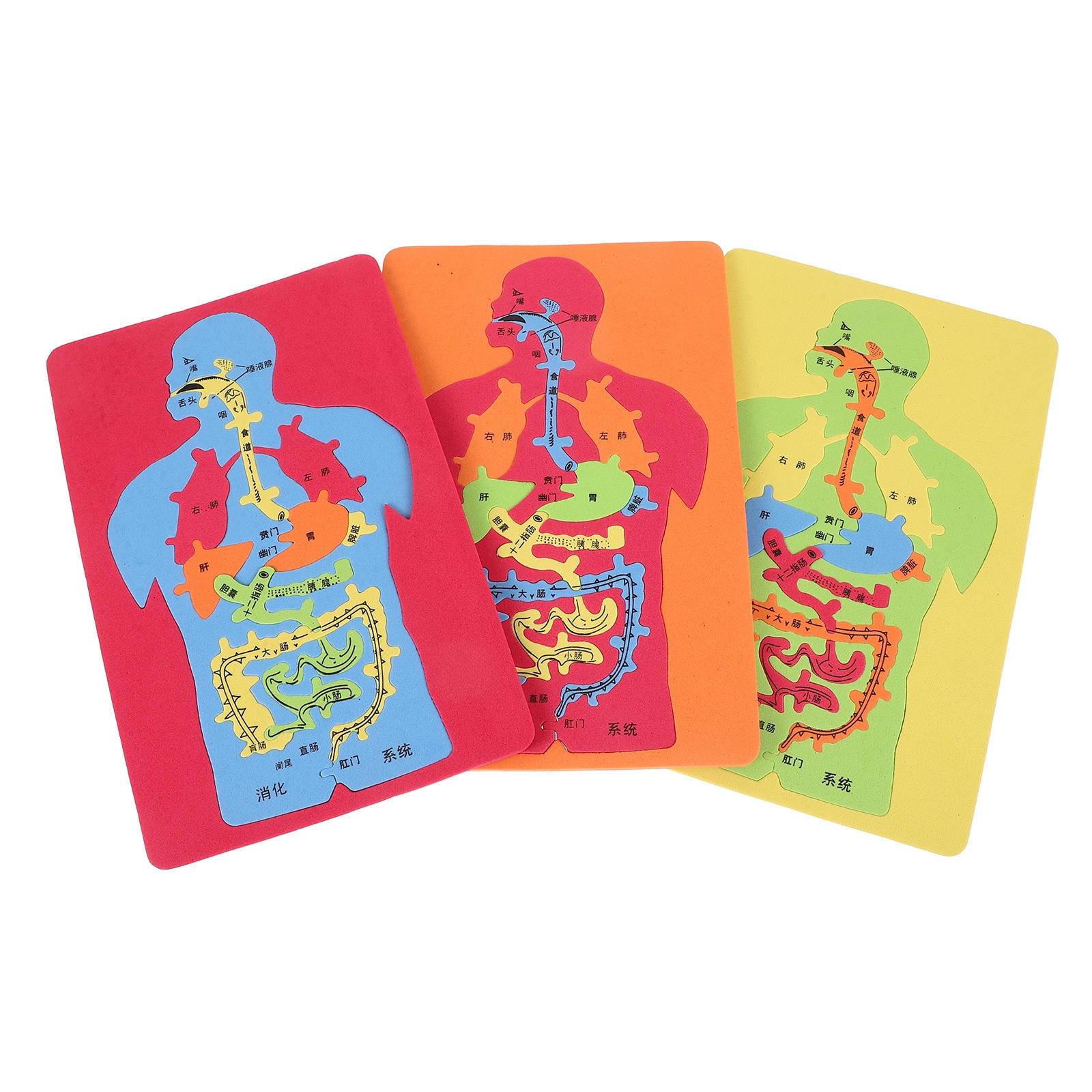 Luxshiny Internal Organs Puzzle 3Pcs in Assorted Color for Children's ...