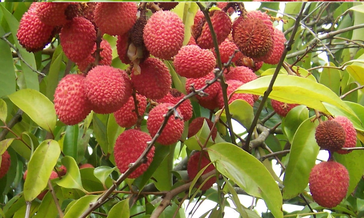 Lychee Fruit Tree 3 gal pot Hawaii Live Plant - Walmart.com