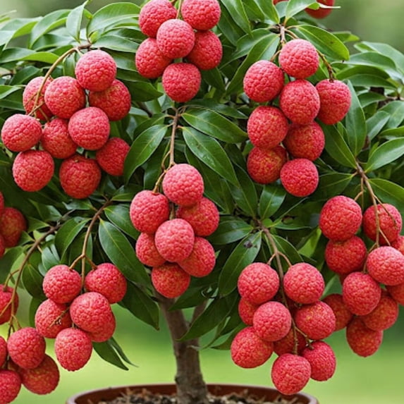 Lychee Live Plant, 4-7 Inch Tall, Well Rooted, Perfect for Outdoor ...