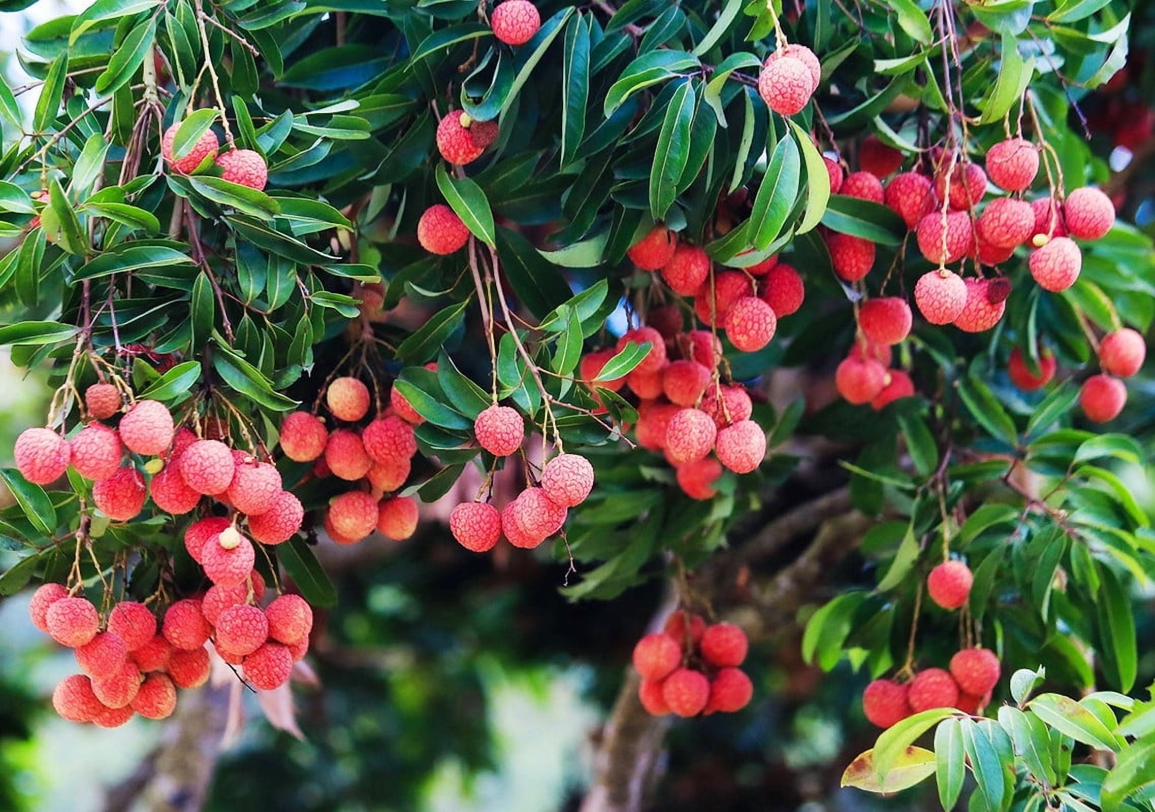 Lychee Live Plant 5-8" Tall in Cup - Lychee Fruit Tree - Seeding Lychee ...