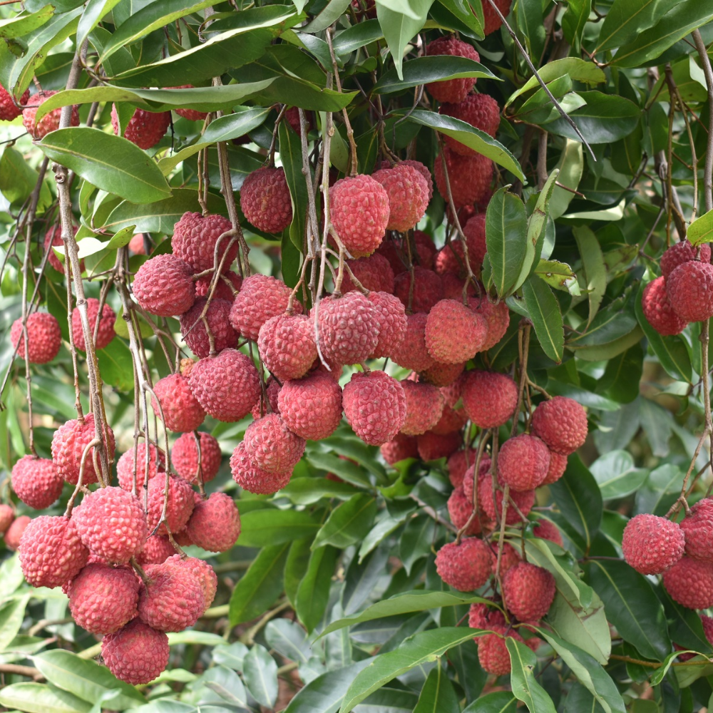 Lychee Live Plant, Litchi Fruit Tree, 3 to 5 Inches Starter Plant ...